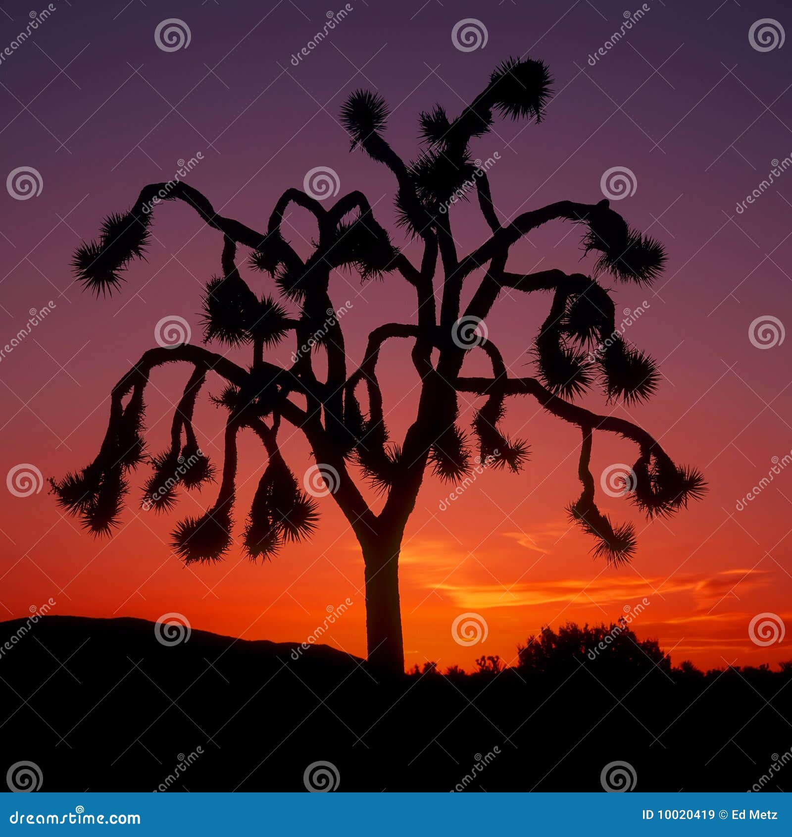 Joshua Tree Sunset stock image. Image of north, clear - 10020419