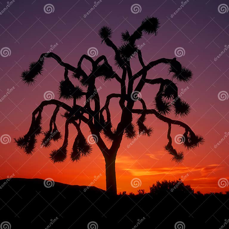 Joshua Tree Sunset stock image. Image of north, clear - 10020419