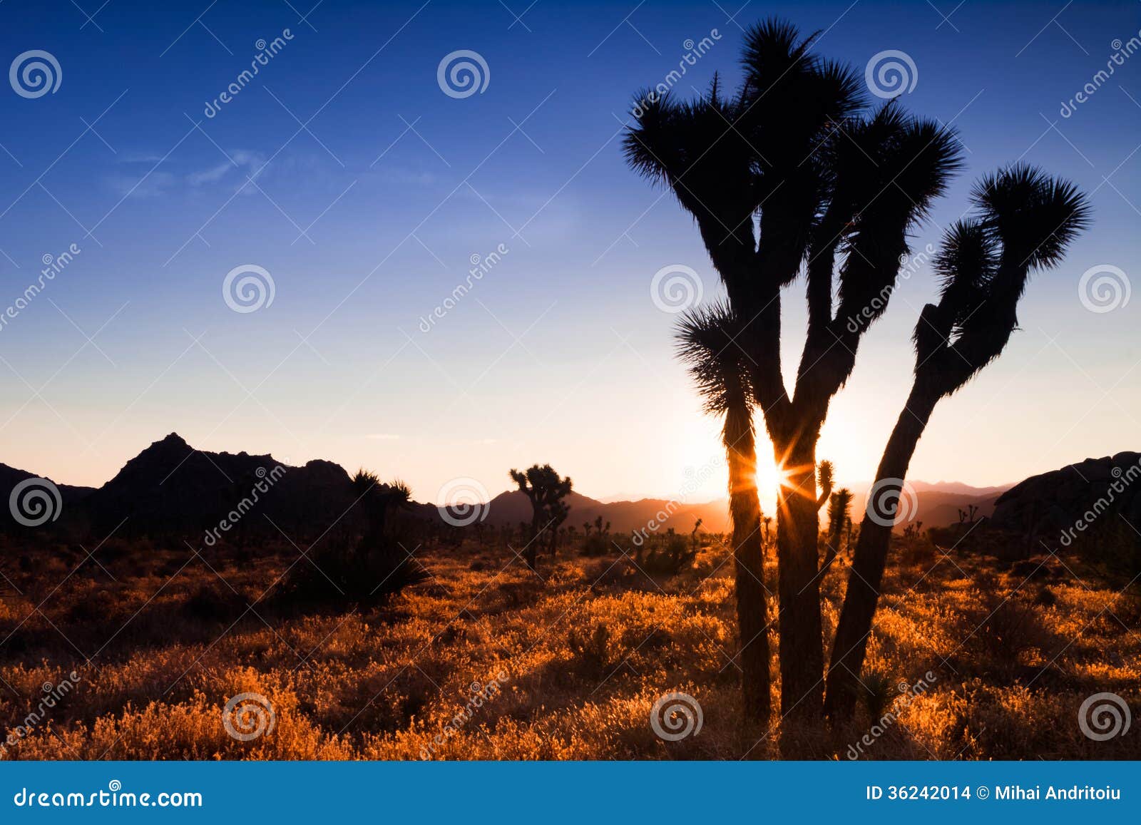 Joshua Tree Sunset stock photo. Image of tree, travel - 36242014