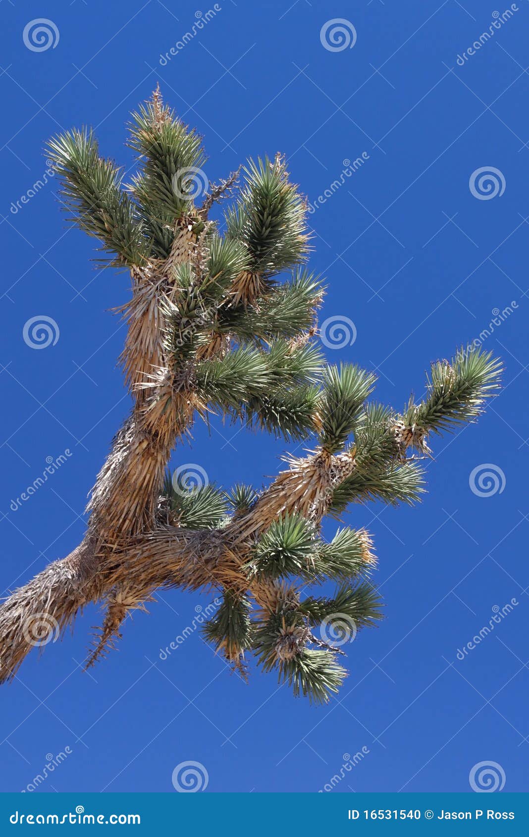 Joshua Tree (Yucca Brevifolia) Stock Photo - Image of conservation ...