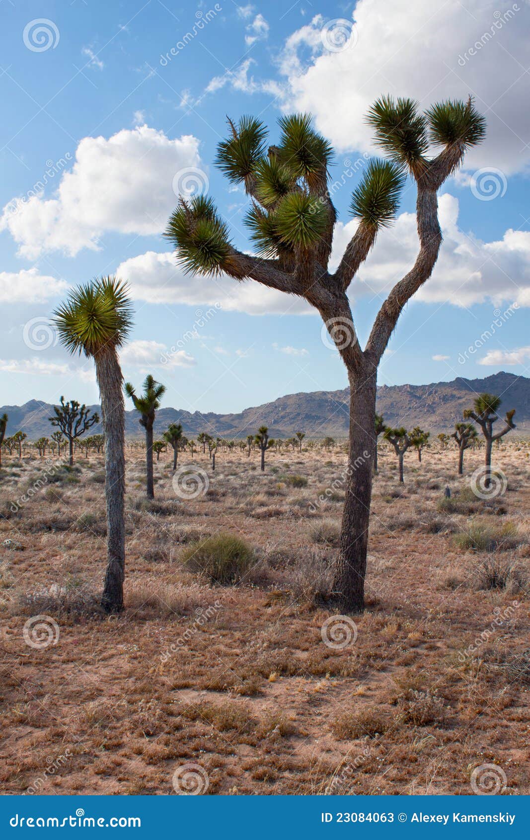 Joshua Tree (Yucca Brevifolia) Stock Image - Image of green, plant ...