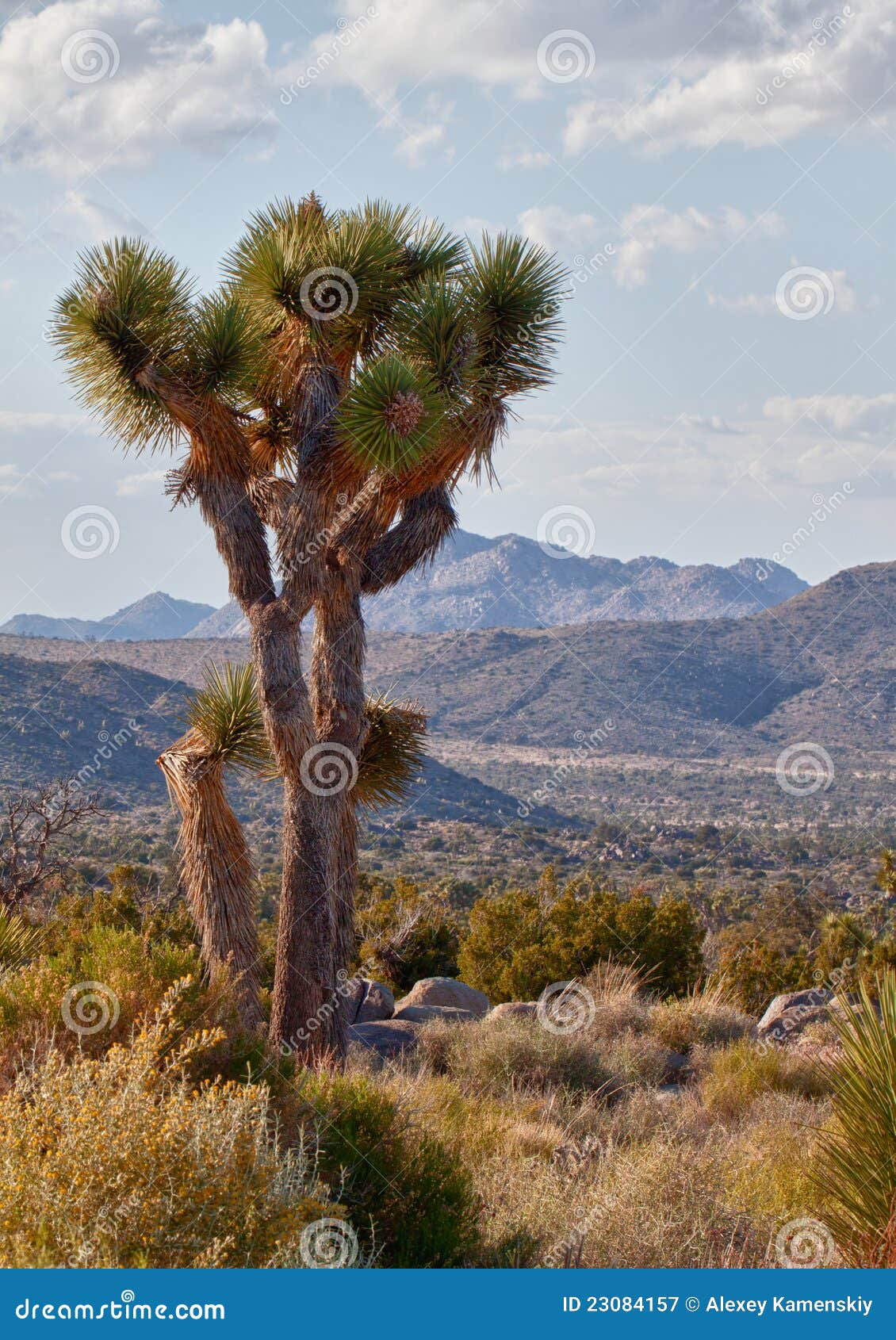 Joshua Tree (Yucca Brevifolia) Stock Image - Image of tree, joshua ...