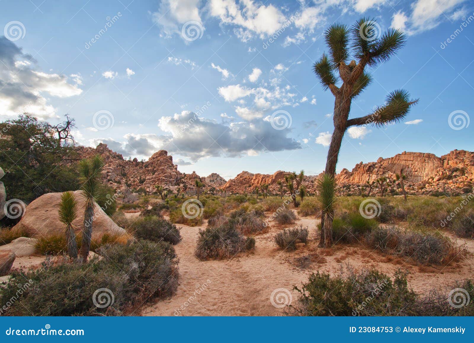 Joshua Tree (Yucca Brevifolia) Stock Image - Image of nature, arid ...