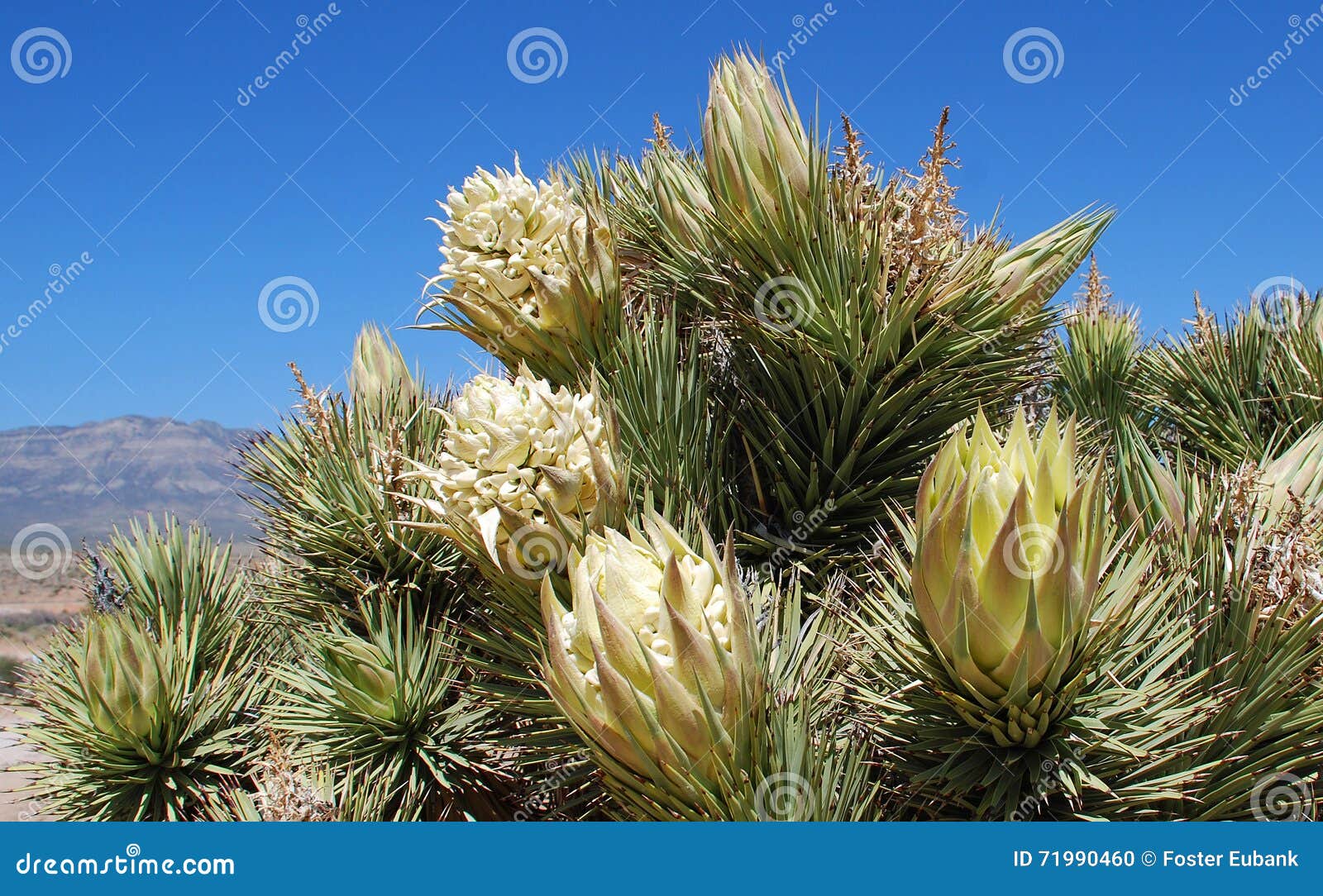 Joshua Tree (Yucca Brevifolia) Flower. Stock Photo - Image of ...