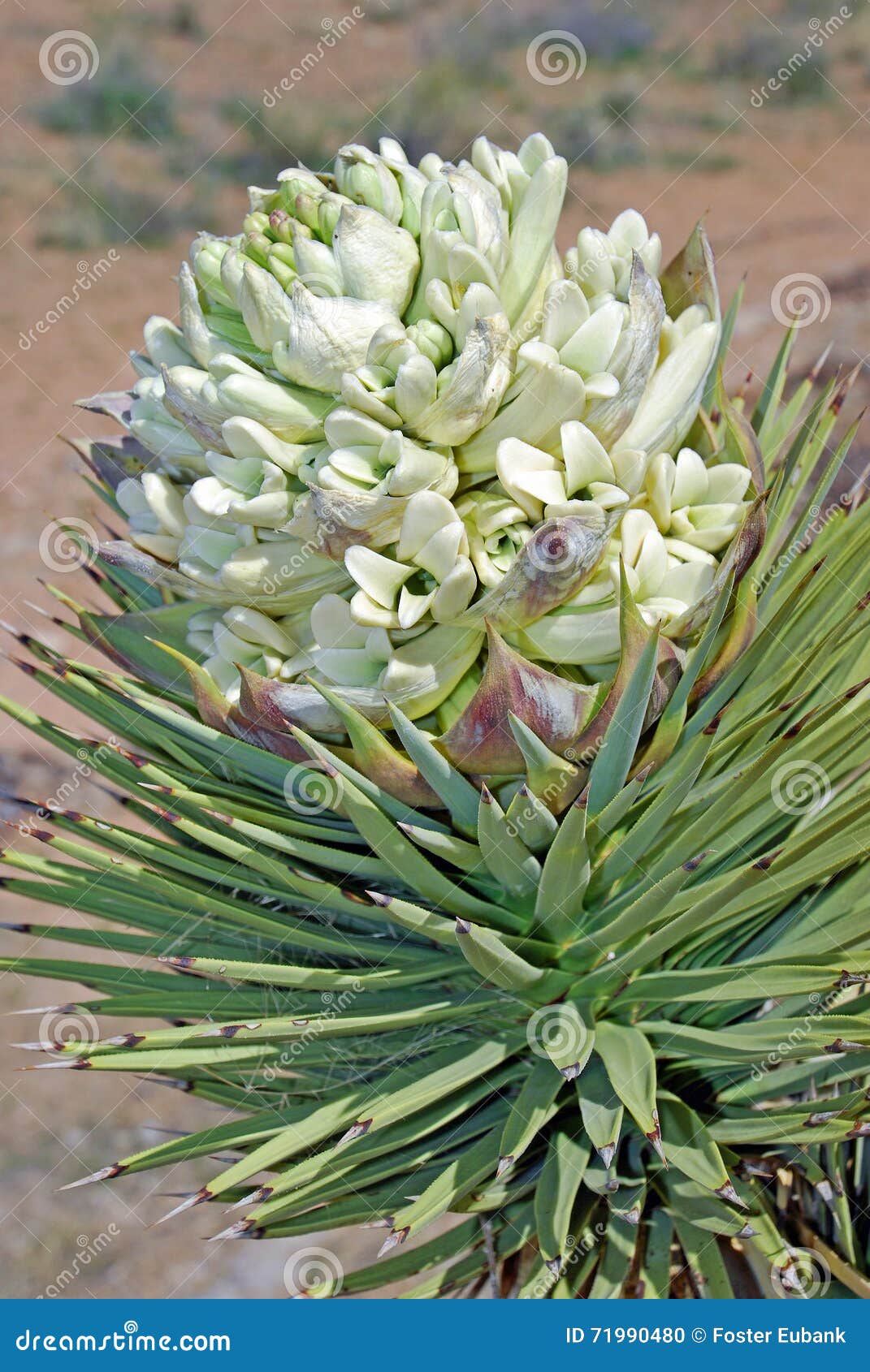 Joshua Tree (Yucca Brevifolia) Flower. Stock Photo - Image of tree ...