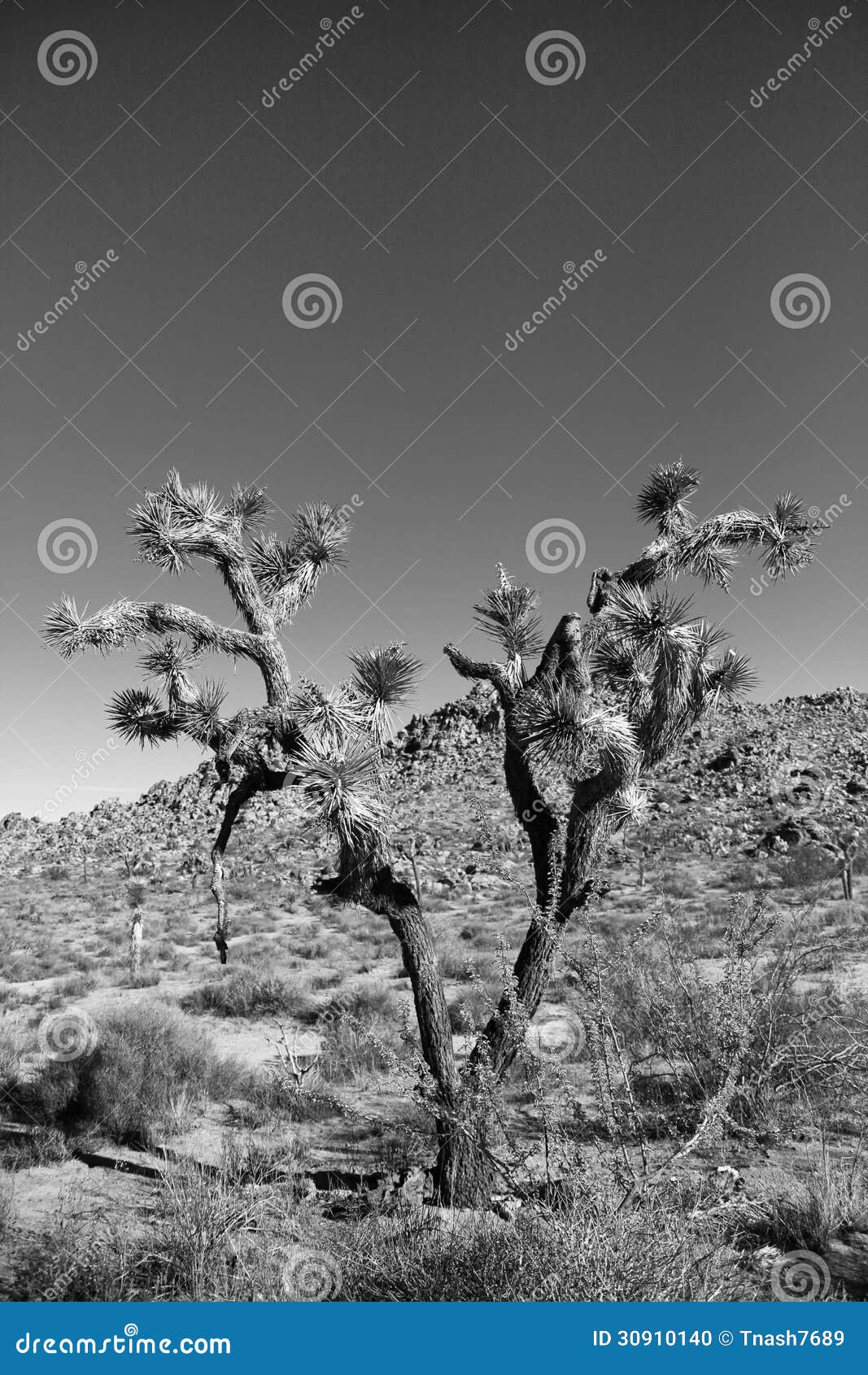 Joshua Tree Yucca stock photo. Image of southwest, sunrise - 30910140