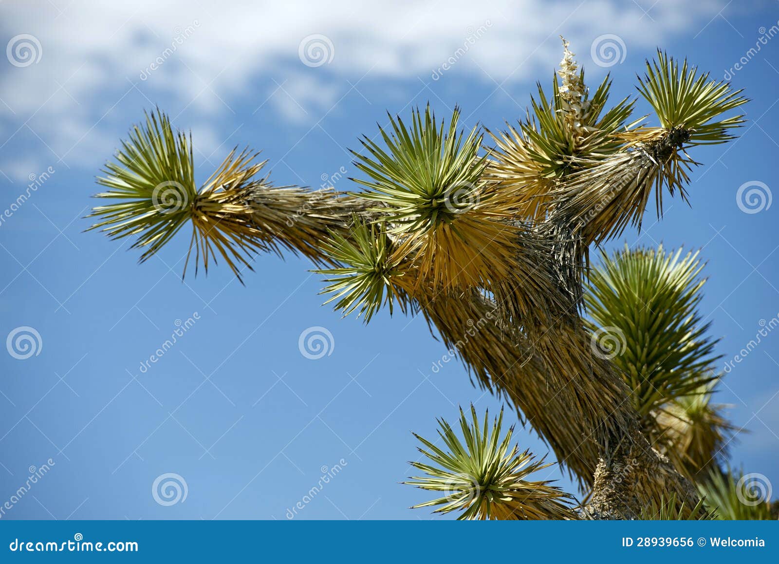 Joshua Trees stock photo. Image of specie, botanical - 28939656