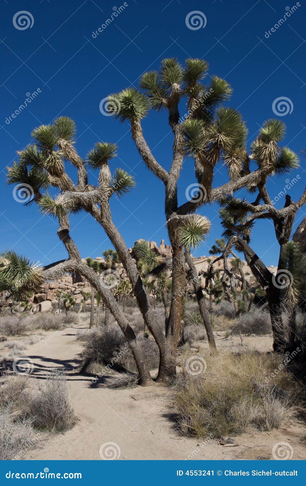 Joshua Trees And Striking Mountains In The Mojave Desert Of Southern ...