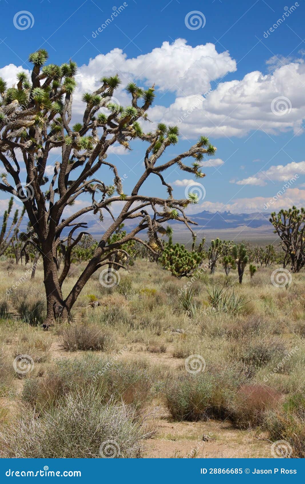 Joshua Trees in the Mojave Desert Stock Image - Image of mojave, sand ...