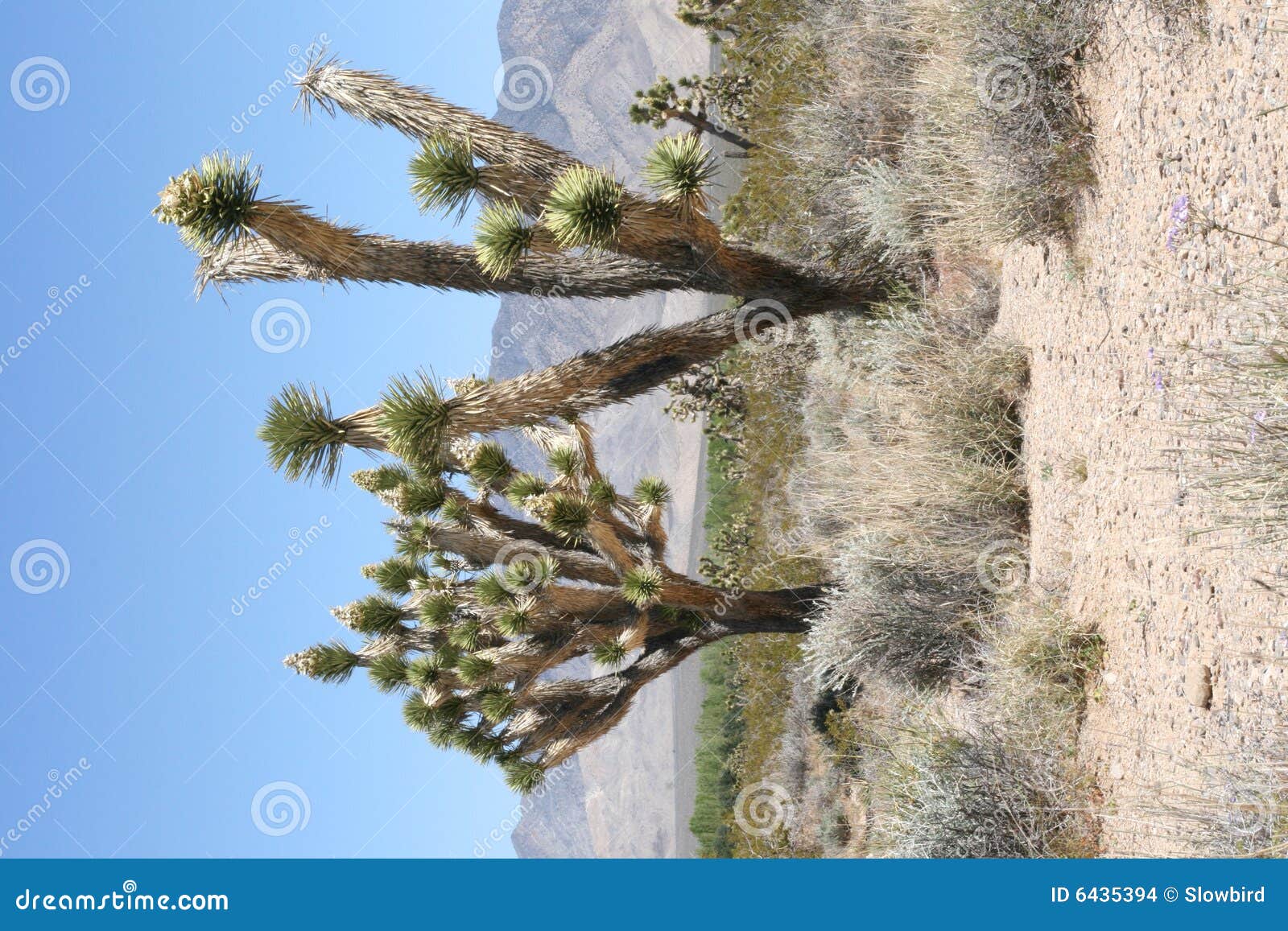 Joshua Trees in Mojave Desert Stock Photo - Image of field, mojave: 6435394