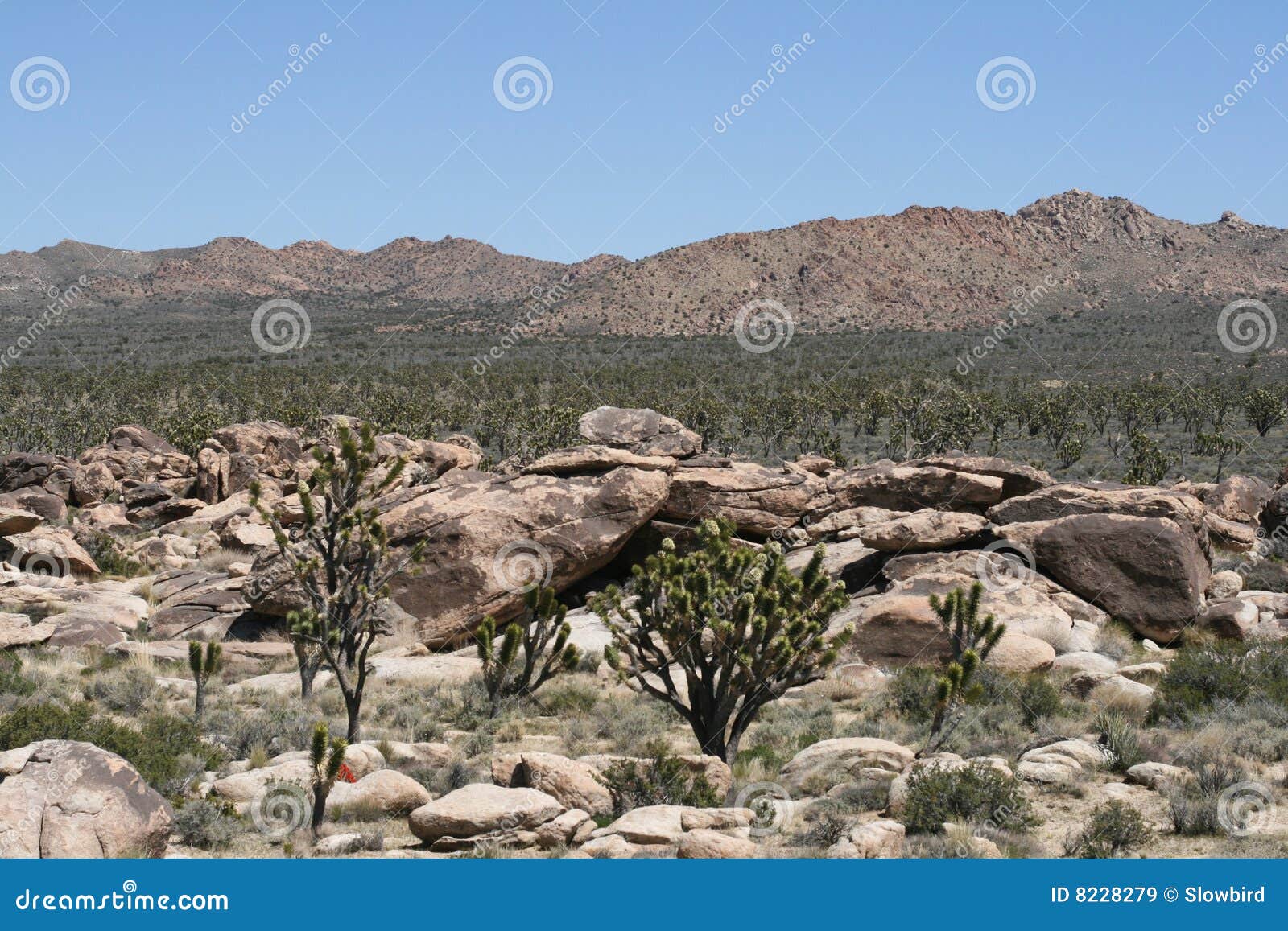 Joshua Trees In Mojave Desert Picture. Image: 8228279