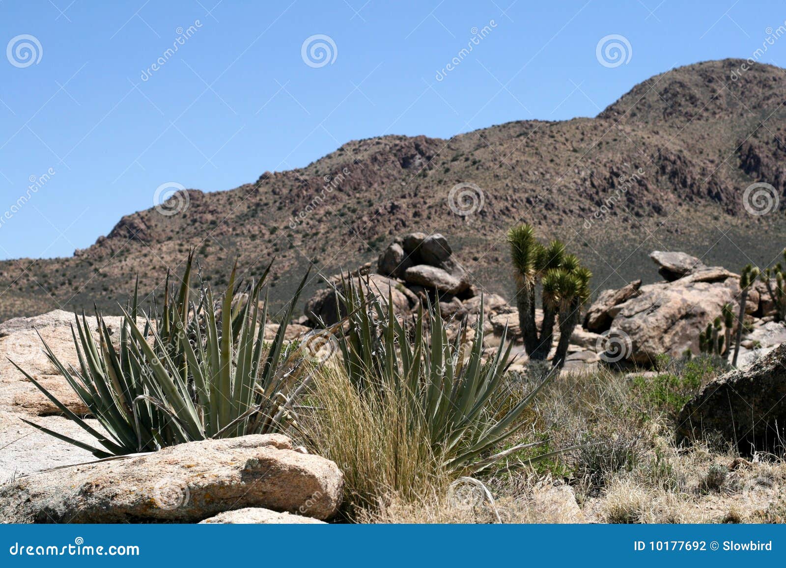 Joshua Trees in Mojave Desert, California Stock Photo - Image of joshua ...
