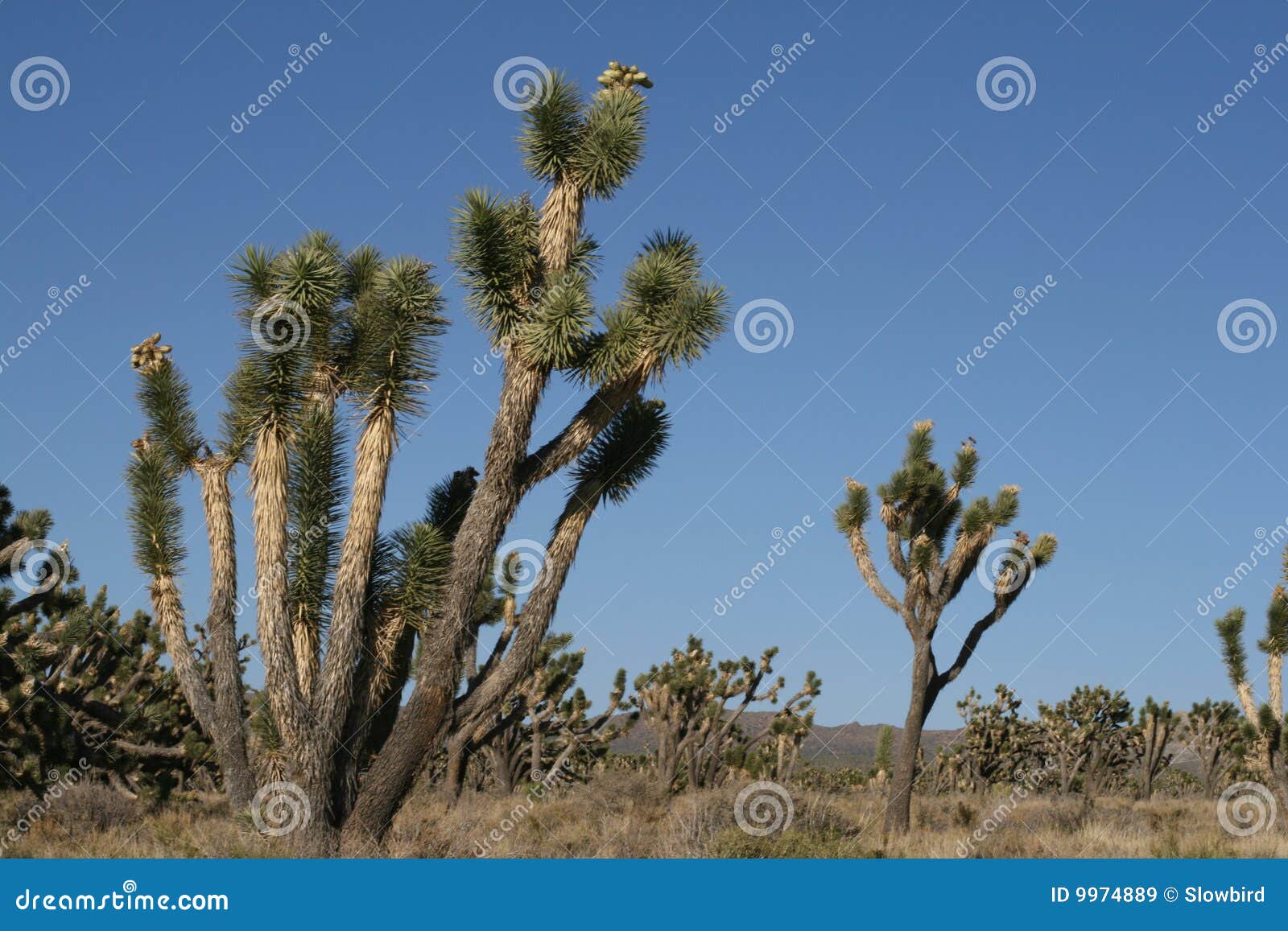 Joshua Trees in Mojave Desert, California Stock Image - Image of ...