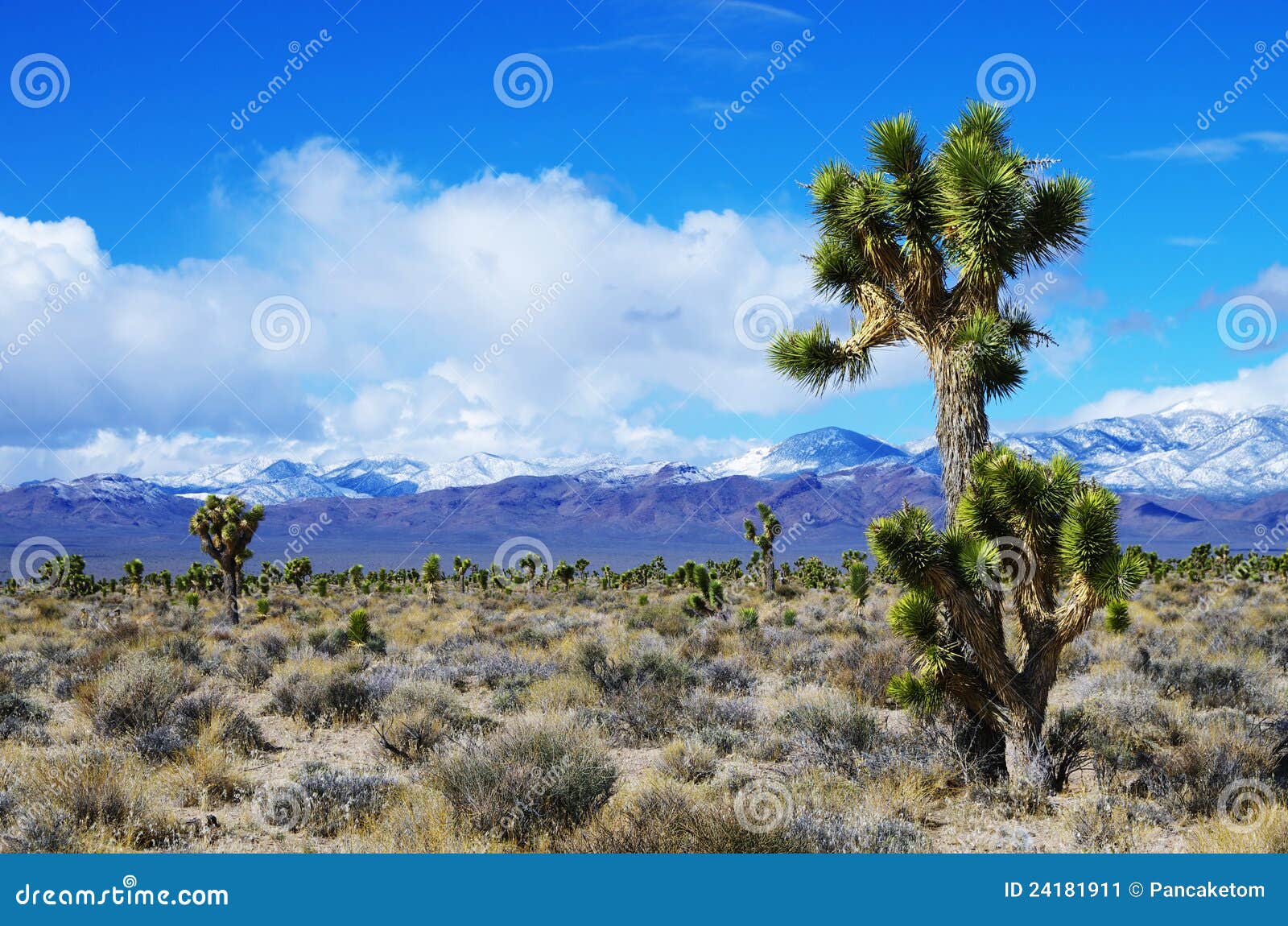 Joshua Trees in Nevada stock image. Image of nature, yucca - 24181911