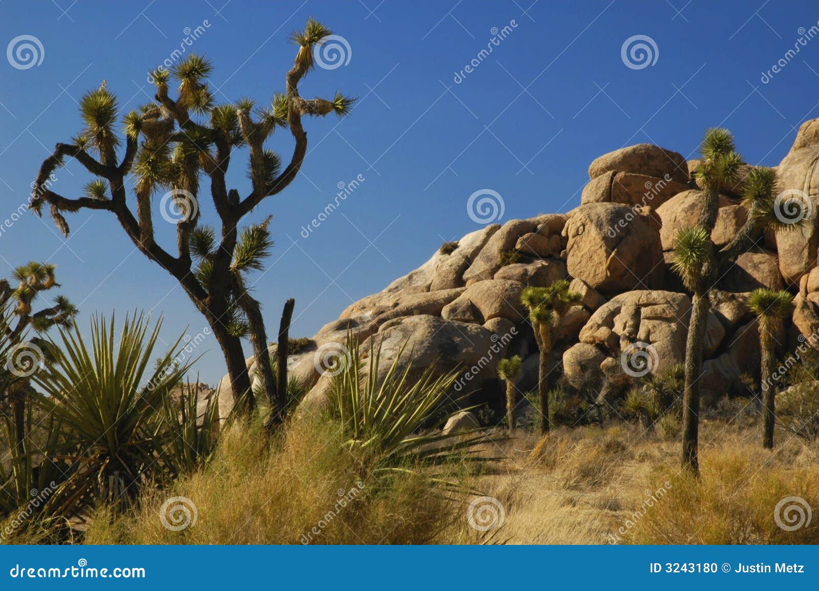 Joshua Trees & Rock Formations Stock Photo - Image of park, travel: 3243180