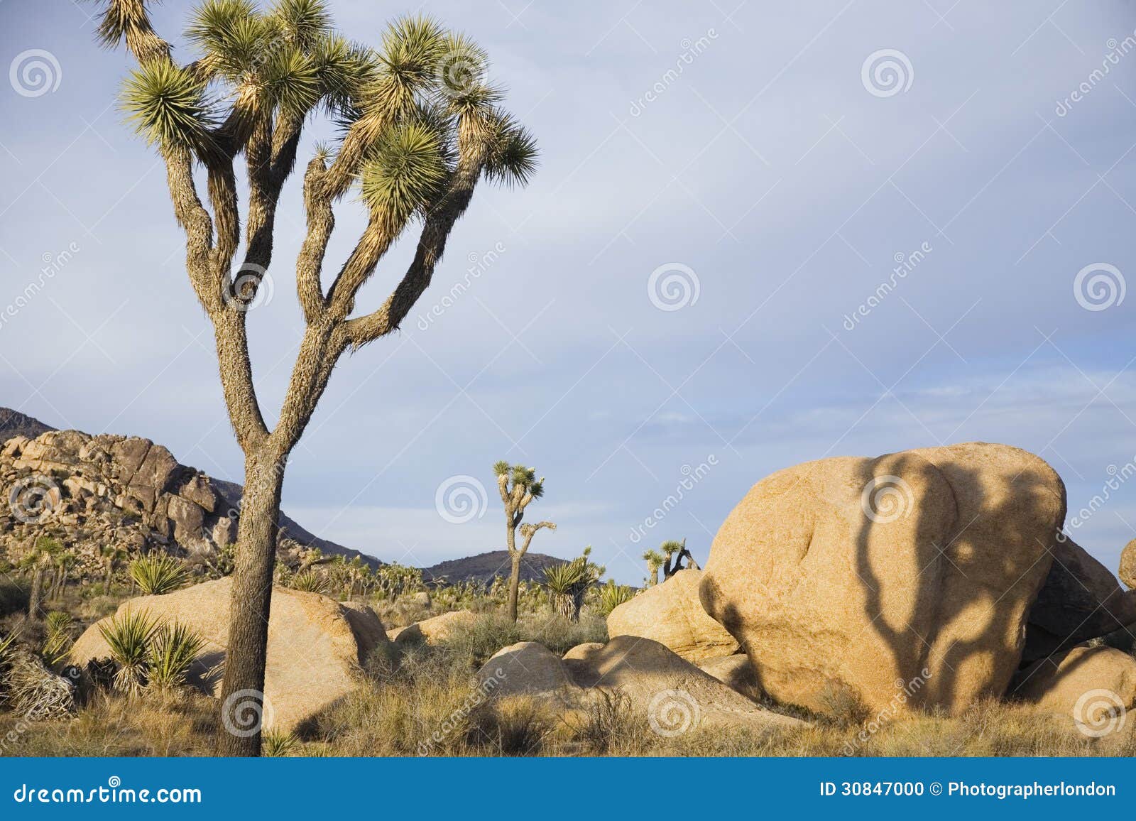 Joshua Trees And Rocks In Desert Royalty-Free Stock Image ...