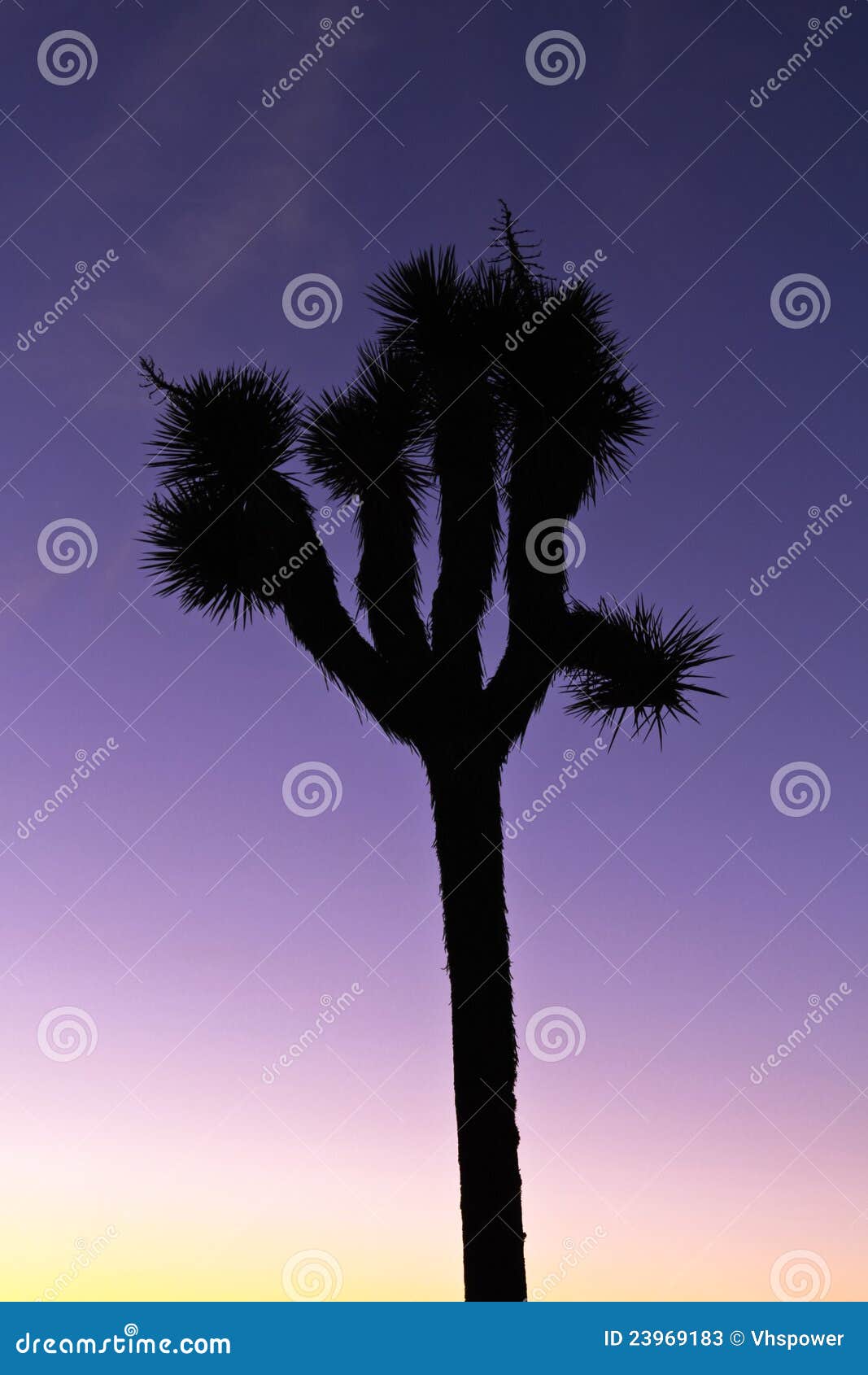 Joshua trees, silhouette stock image. Image of spine - 23969183
