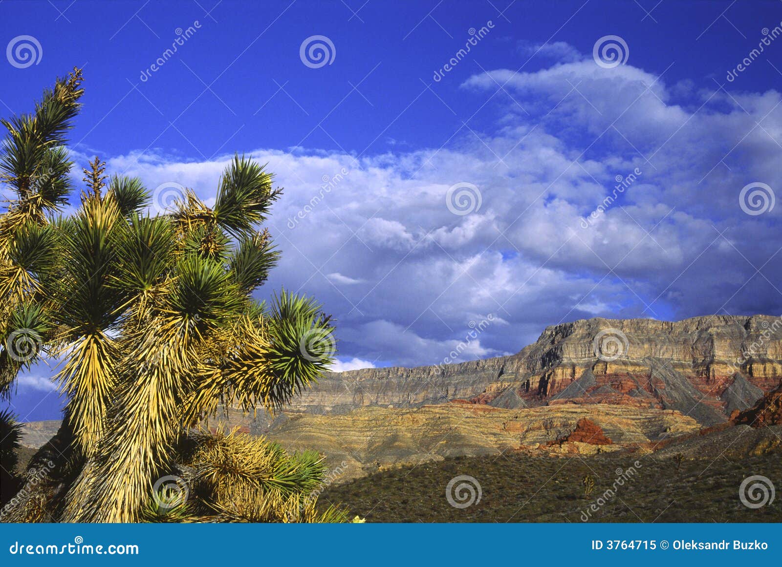 Joshua trees in Utah stock image. Image of wilderness - 3764715