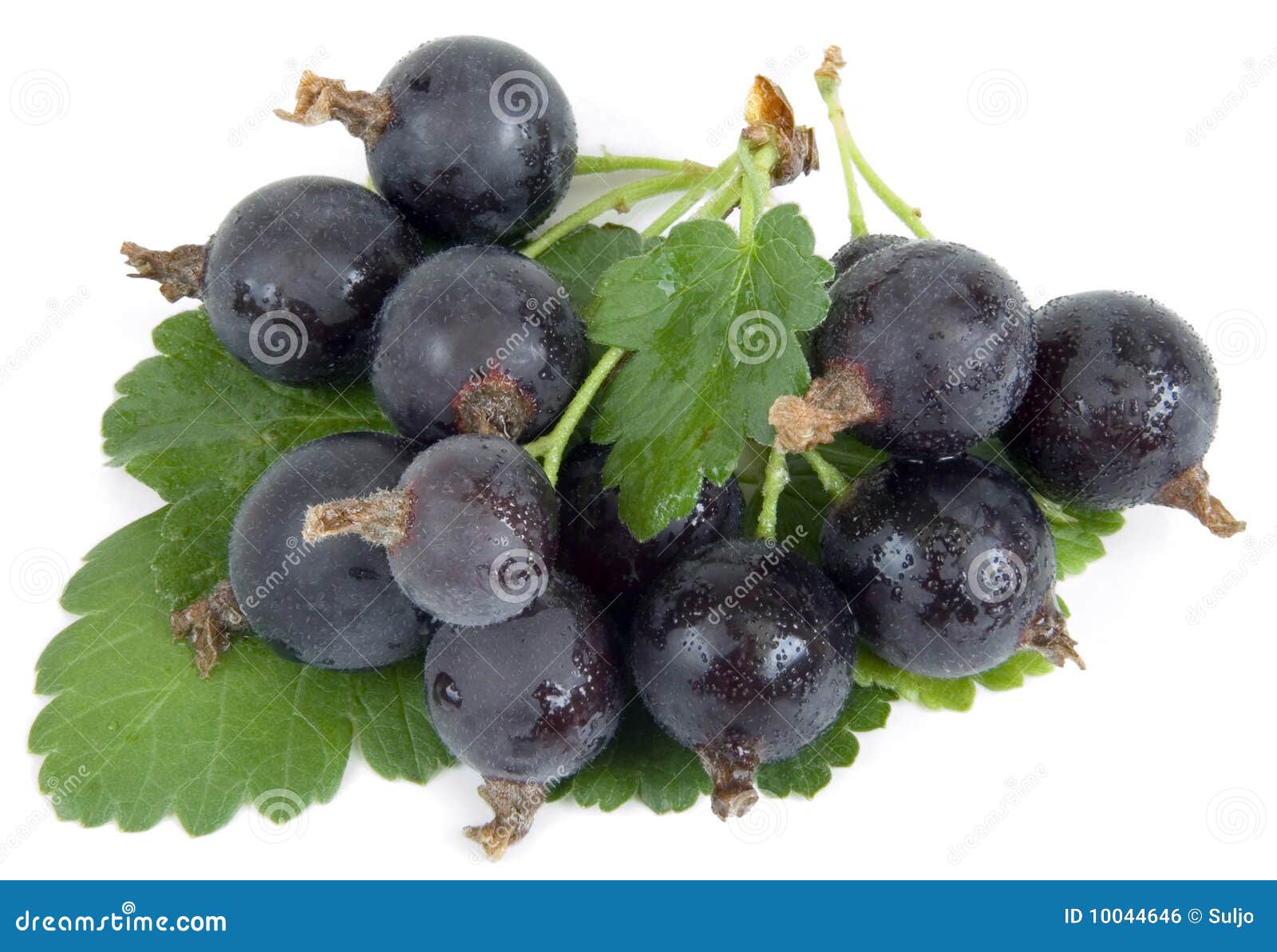 Jostaberry stock photo. Image of fruit, black, closeup - 10044646