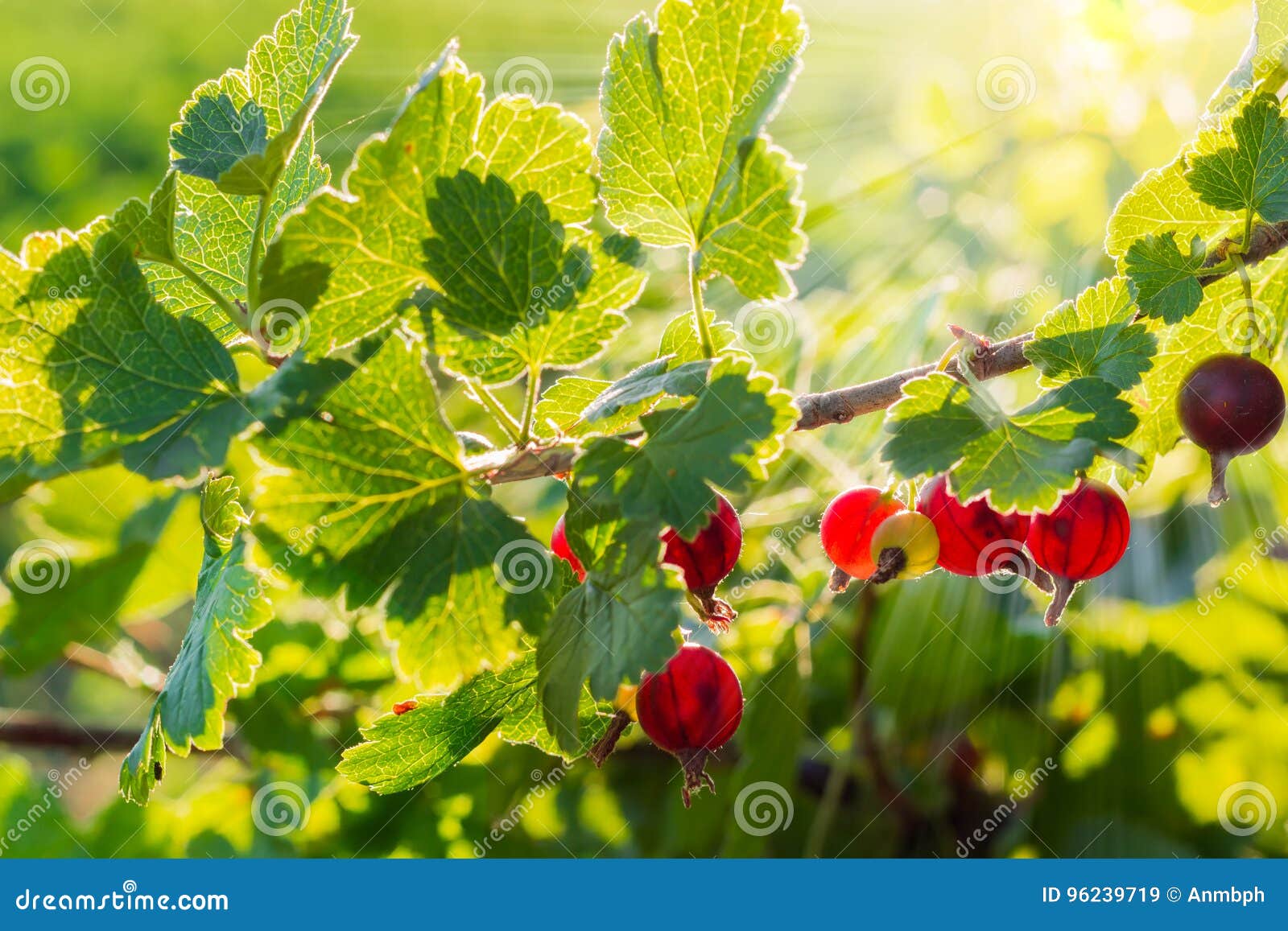 Jostaberry Branch with Berries on the Sunset Stock Image - Image of ...
