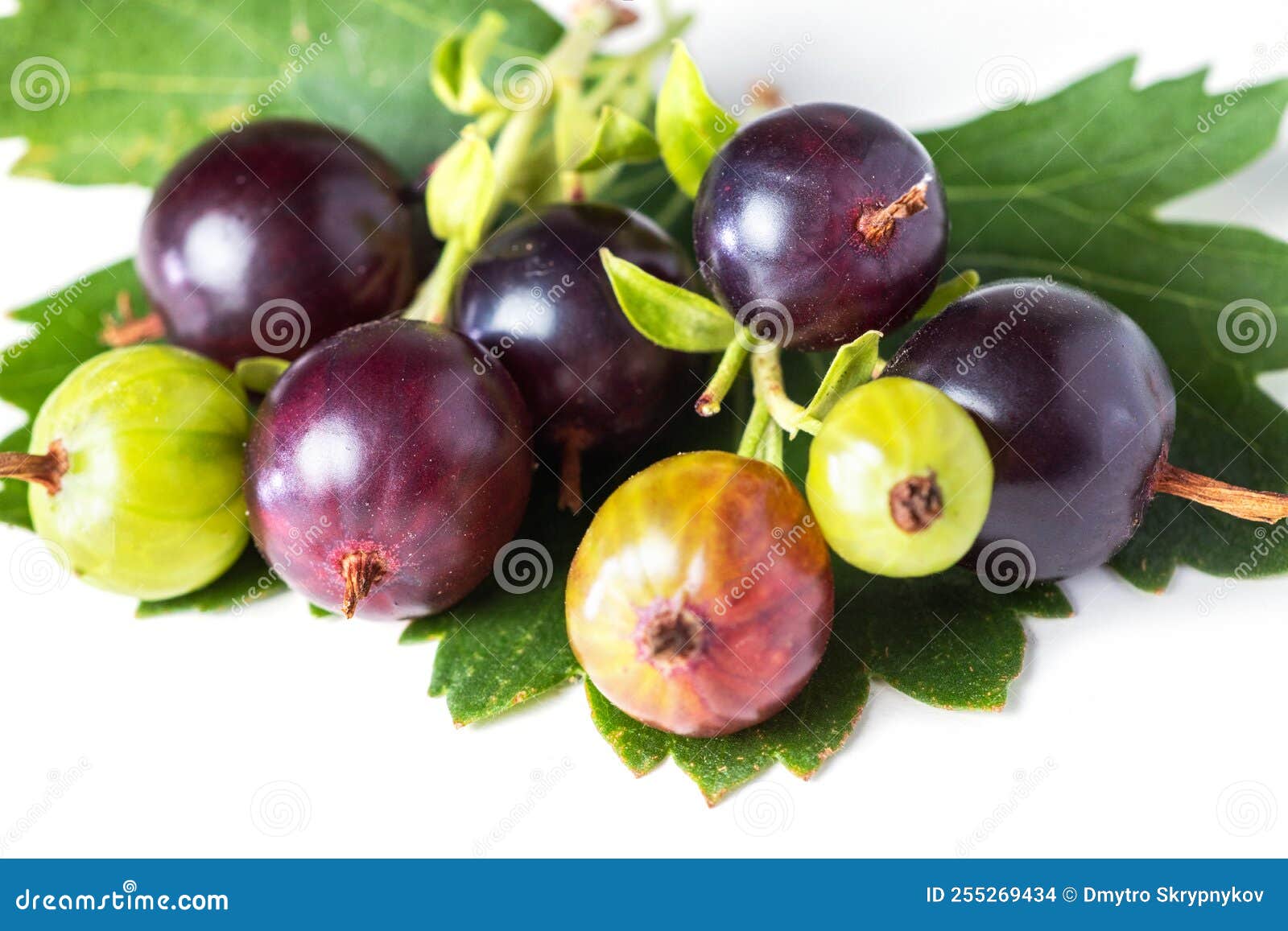 Jostaberry Branch Isolated on White Background Close Up Stock Photo ...