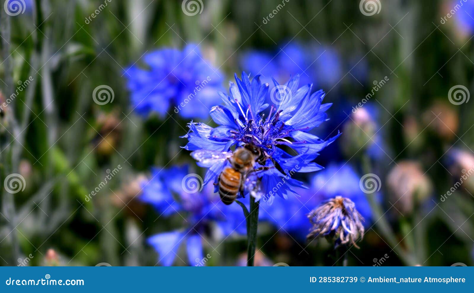 Journey among the Cornflowers, the Adventures of a Curious Bee Stock ...