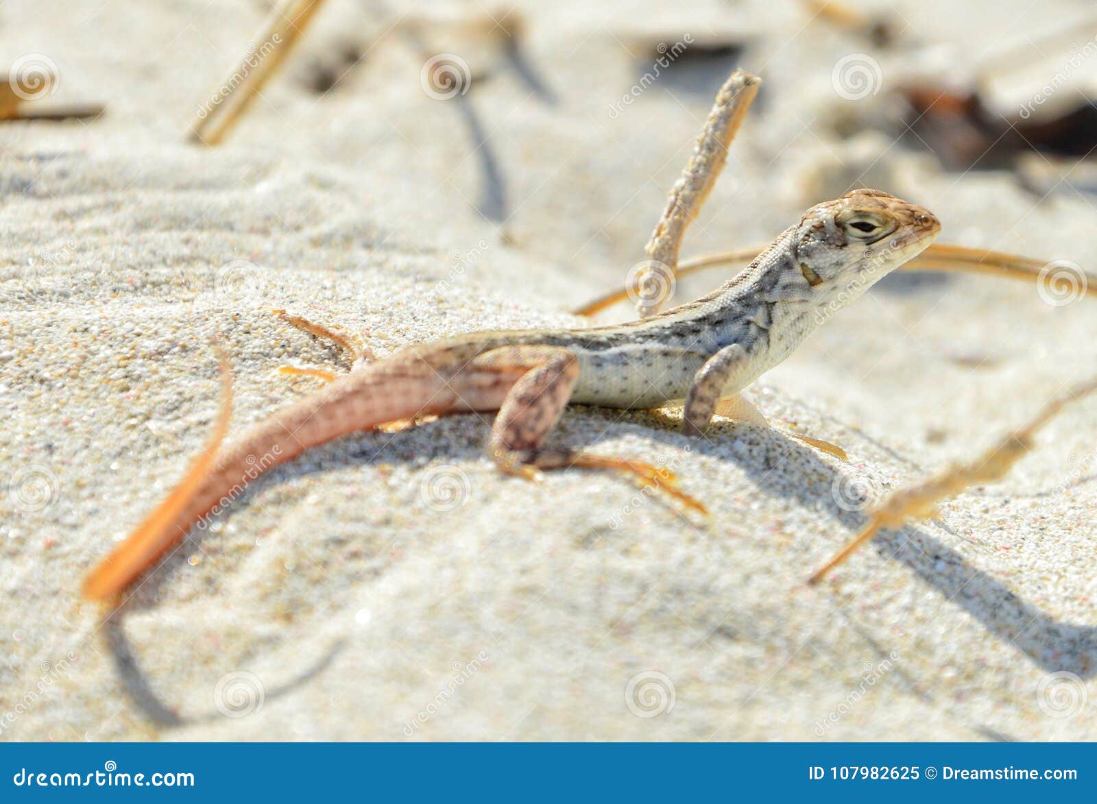 Journey through Cuba. Lizard. a Local Resident. Stock Image - Image of ...