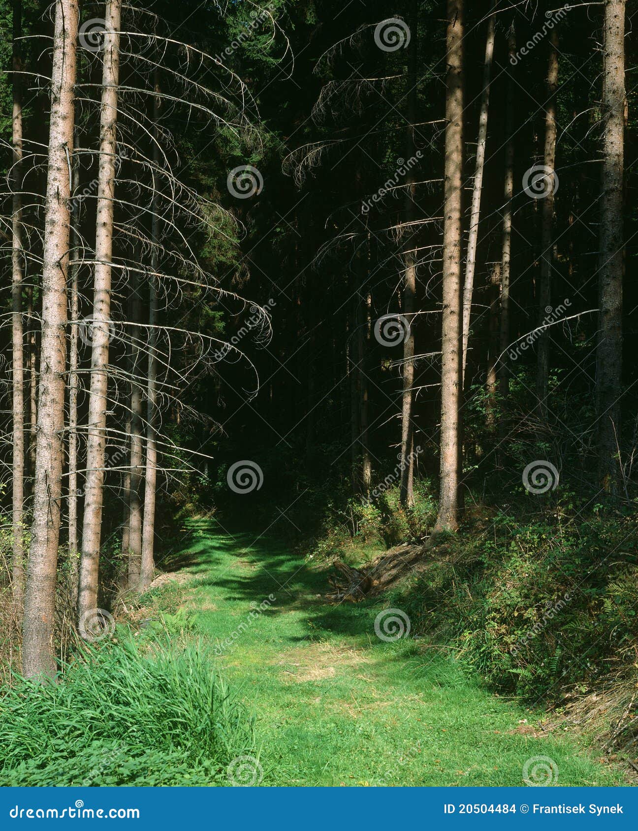 Journey into the Deep Forest Stock Photo - Image of peace, summer: 20504484