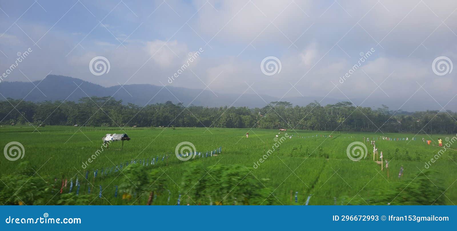 The Journey Passes through Vast Rice Fields Stock Image - Image of ...