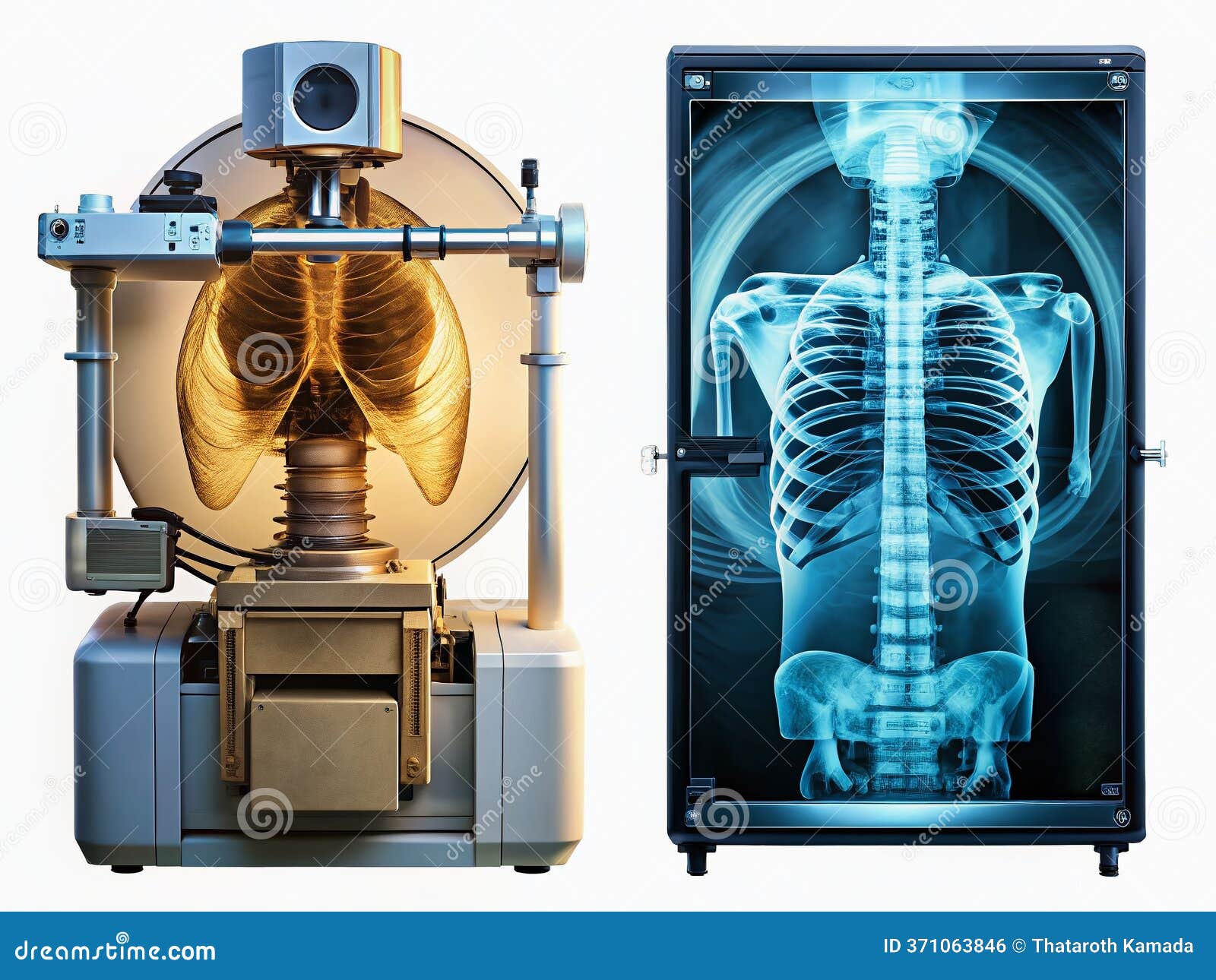 Basic Cow Internal Organs And Beef Cuts Chart Vector | CartoonDealer ...