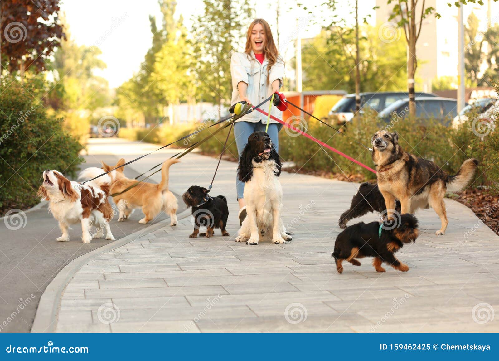 Joven Caminando Adorables Perros Imagen de archivo - Imagen de ...