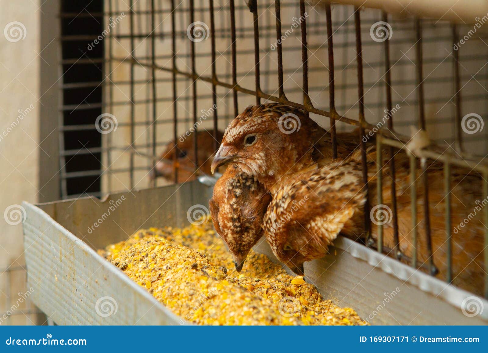 Joven Engorde De Codorniz En Jaulas En Una Granja De Codornices Imagen ...