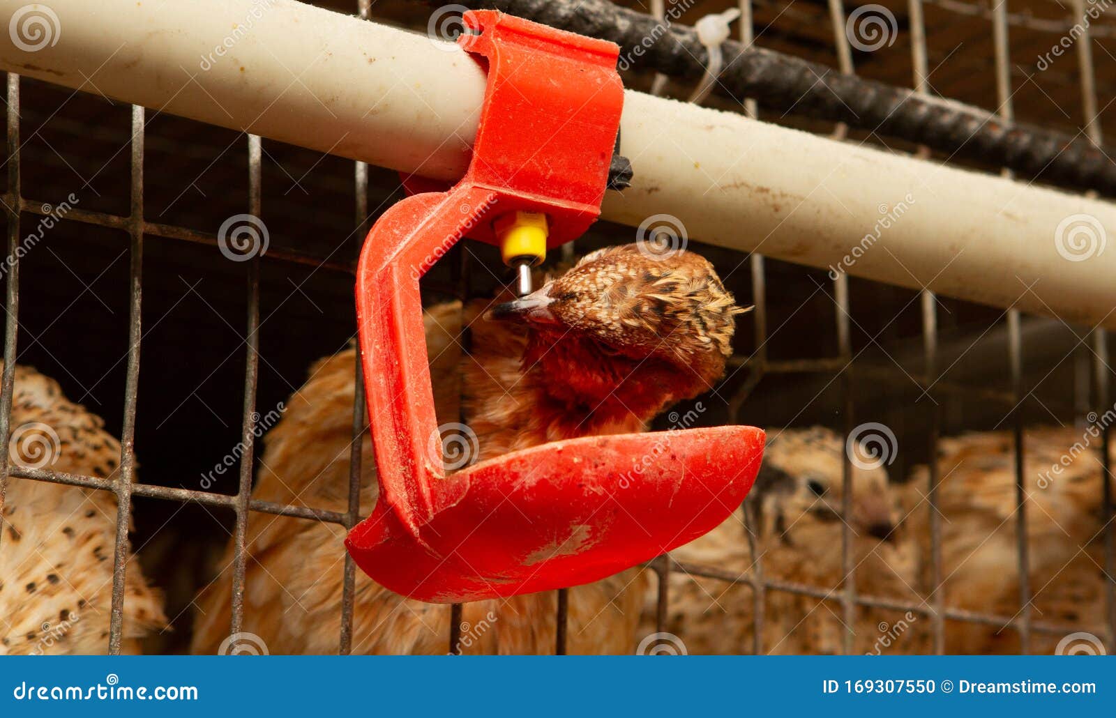 Joven Engorde De Codorniz En Jaulas En Una Granja De Codornices Foto de ...