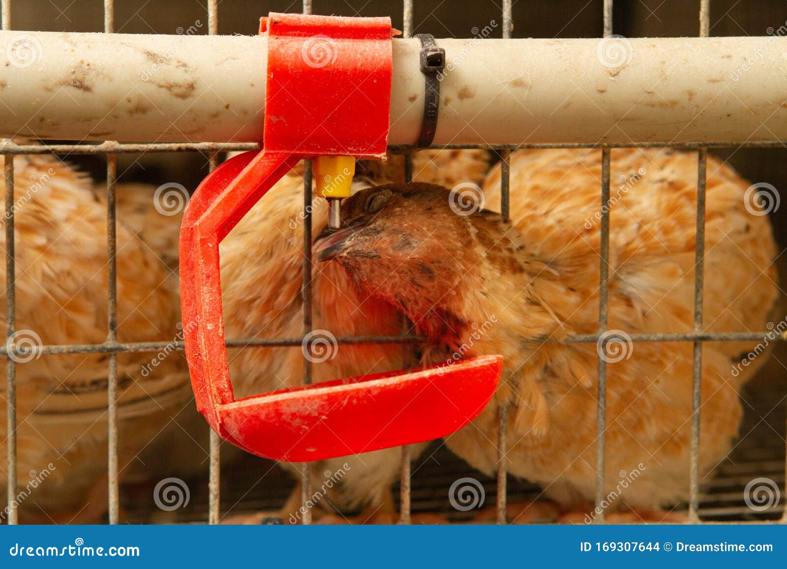 Joven Engorde De Codorniz En Jaulas En Una Granja De Codornices Foto de ...