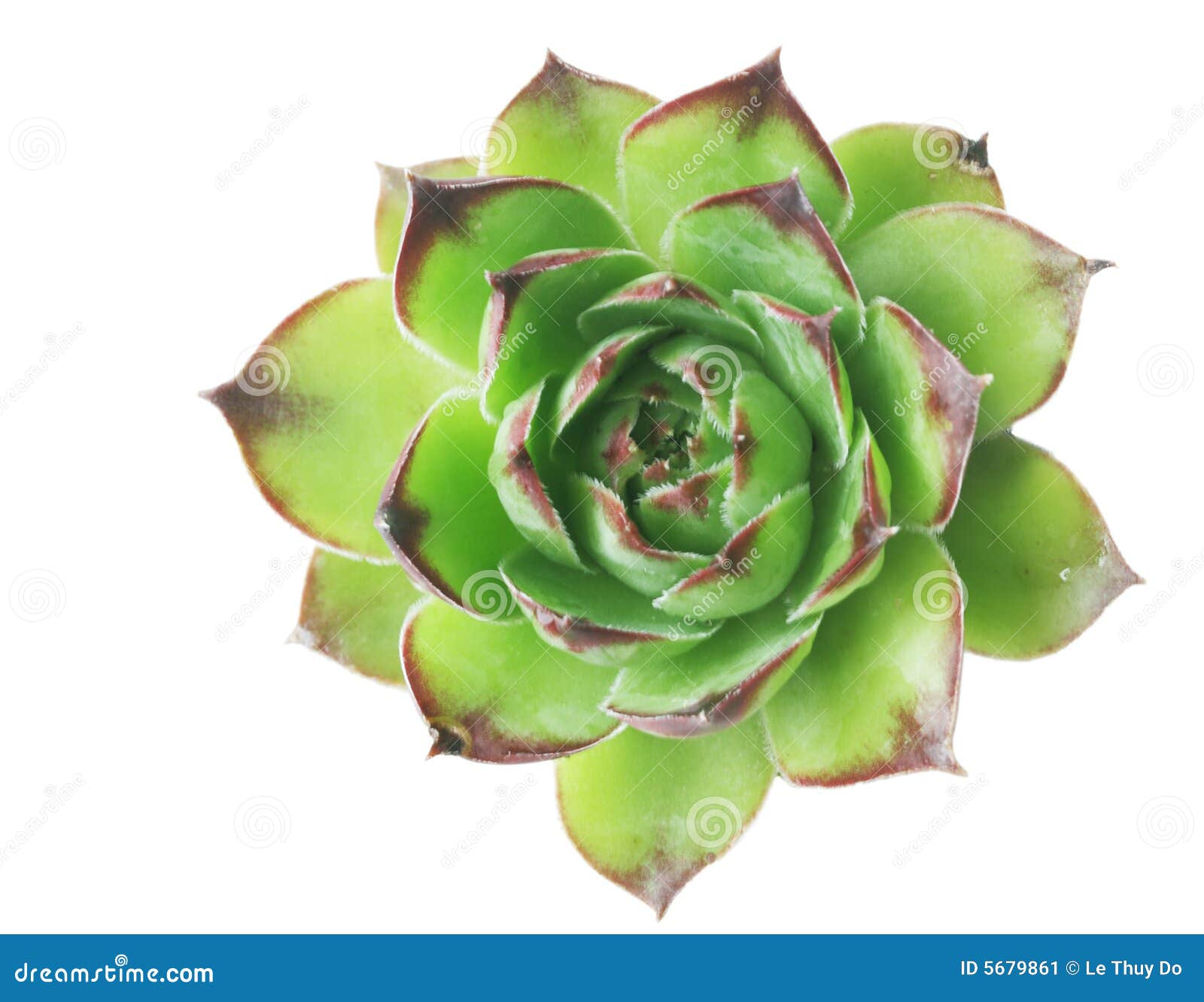 Jovibarba stock image. Image of lotus, rough, shape, macro - 5679861