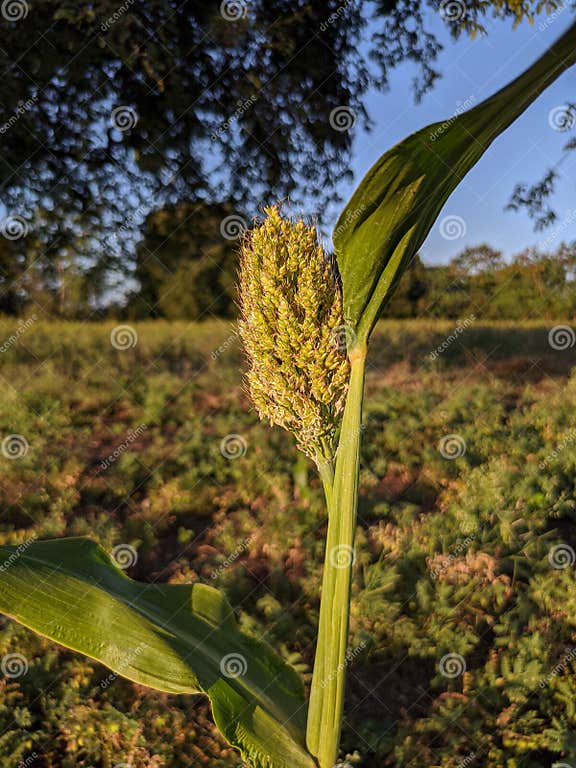 Jowar crop in the fields stock photo. Image of farm - 240202236