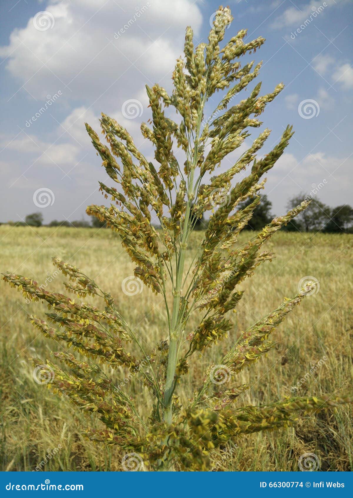 Jowar crop image stock photo. Image of fruit, grain, jowar - 66300774