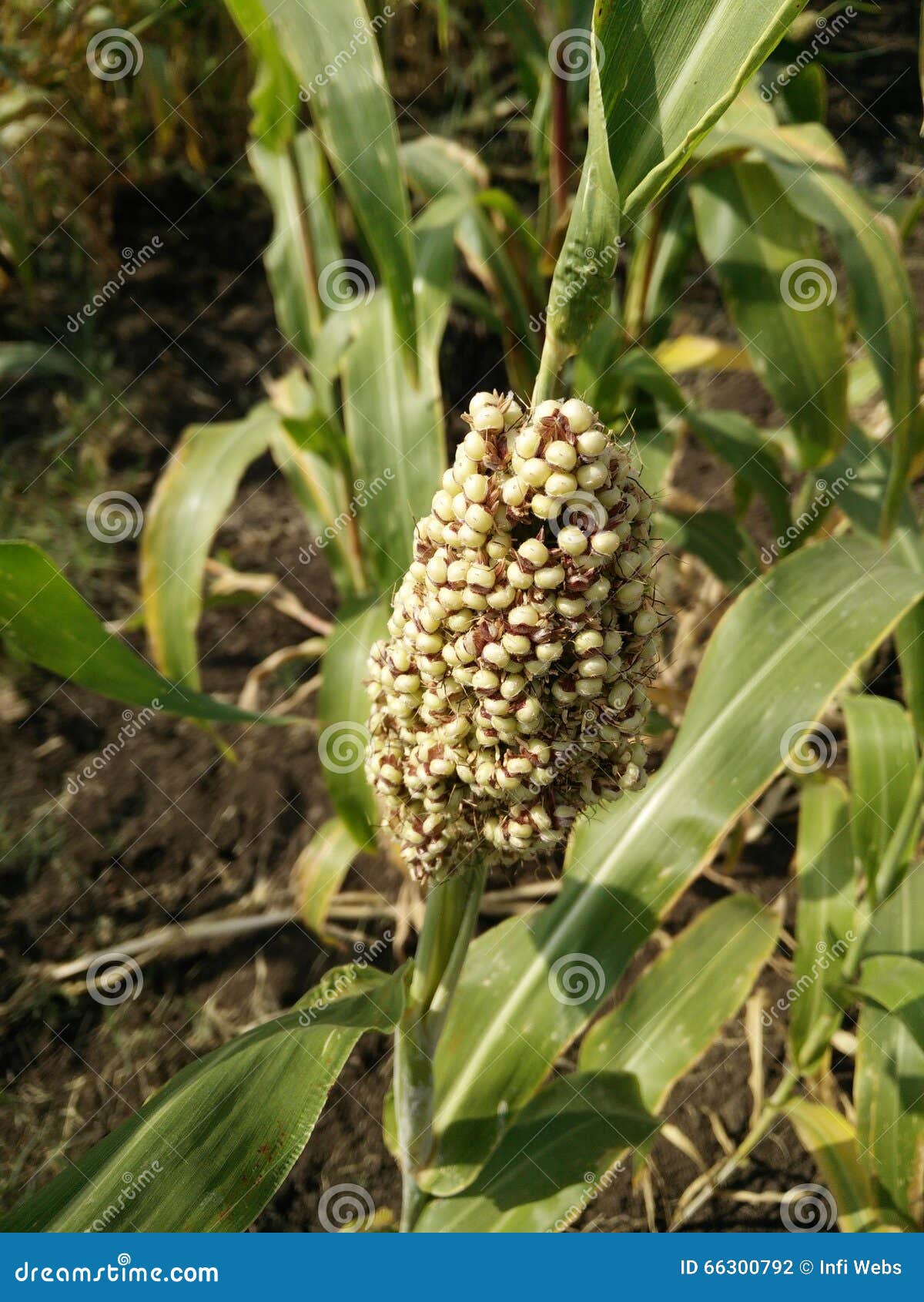 Jowar crop image stock photo. Image of jawar, grain, farming - 66300792