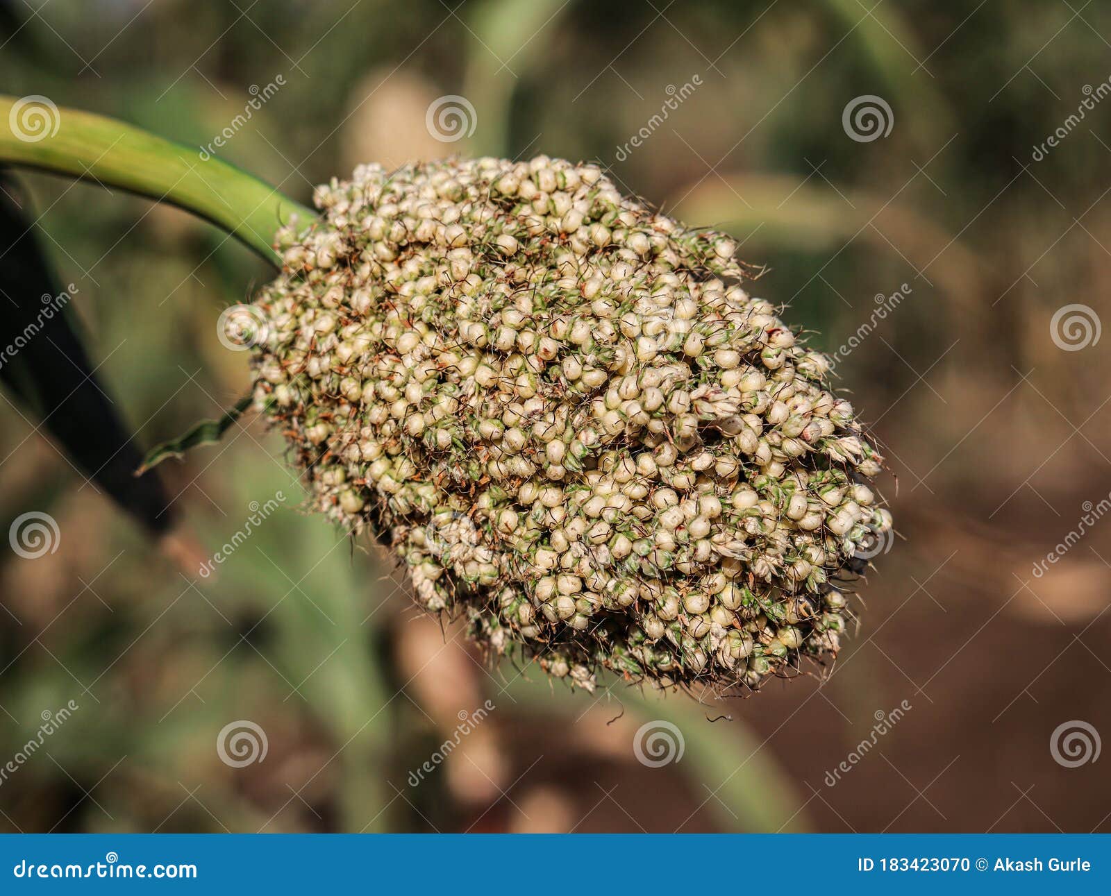 Jowar Grain Sorghum Crop Farm Close Up Image Stock Photo - Image of ...
