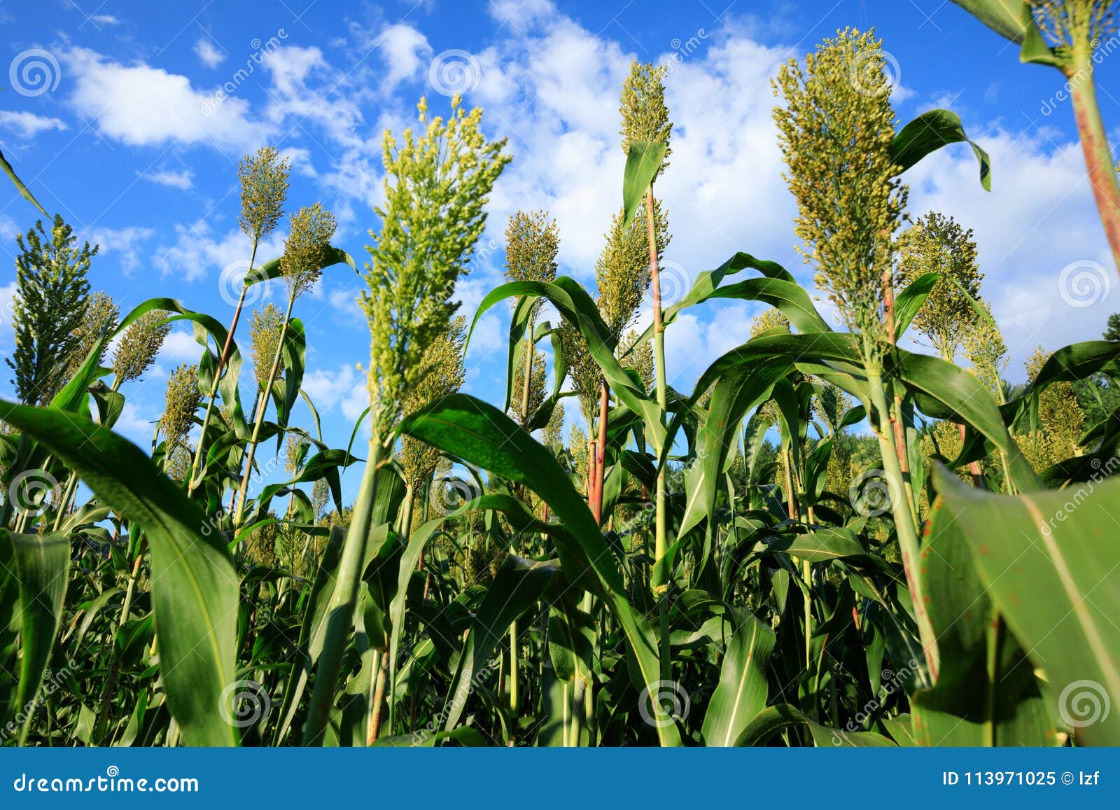 Jowar Grain Sorghum Growing Stock Image - Image of food, landscape ...