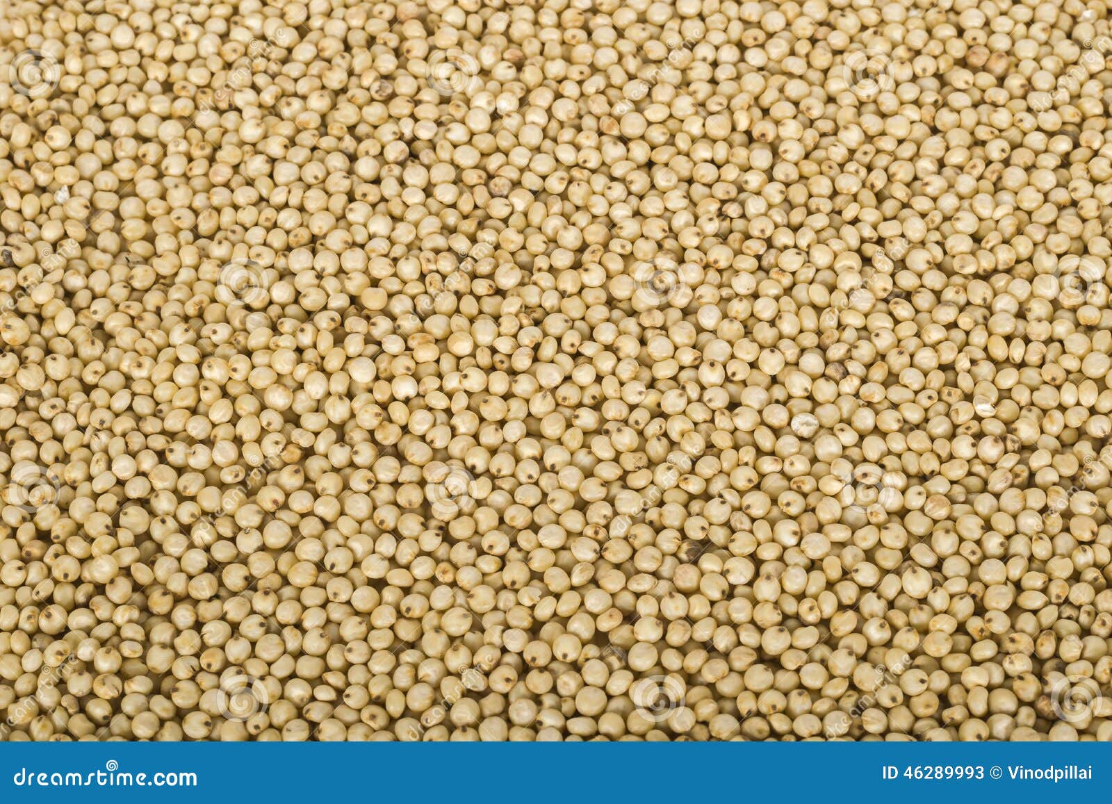 Jowar Sorghum, White Millet In Indian Field In Full Bloom Before ...