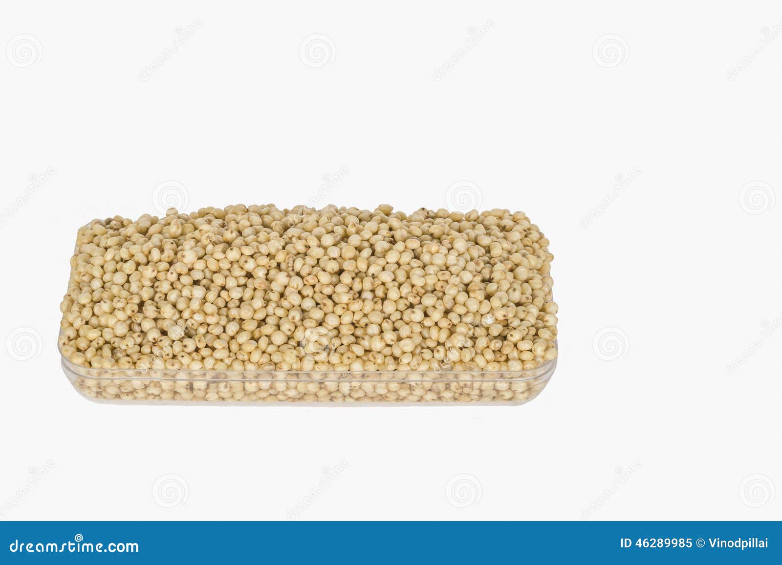 Jowar Sorghum, White Millet In Indian Field In Full Bloom Before ...