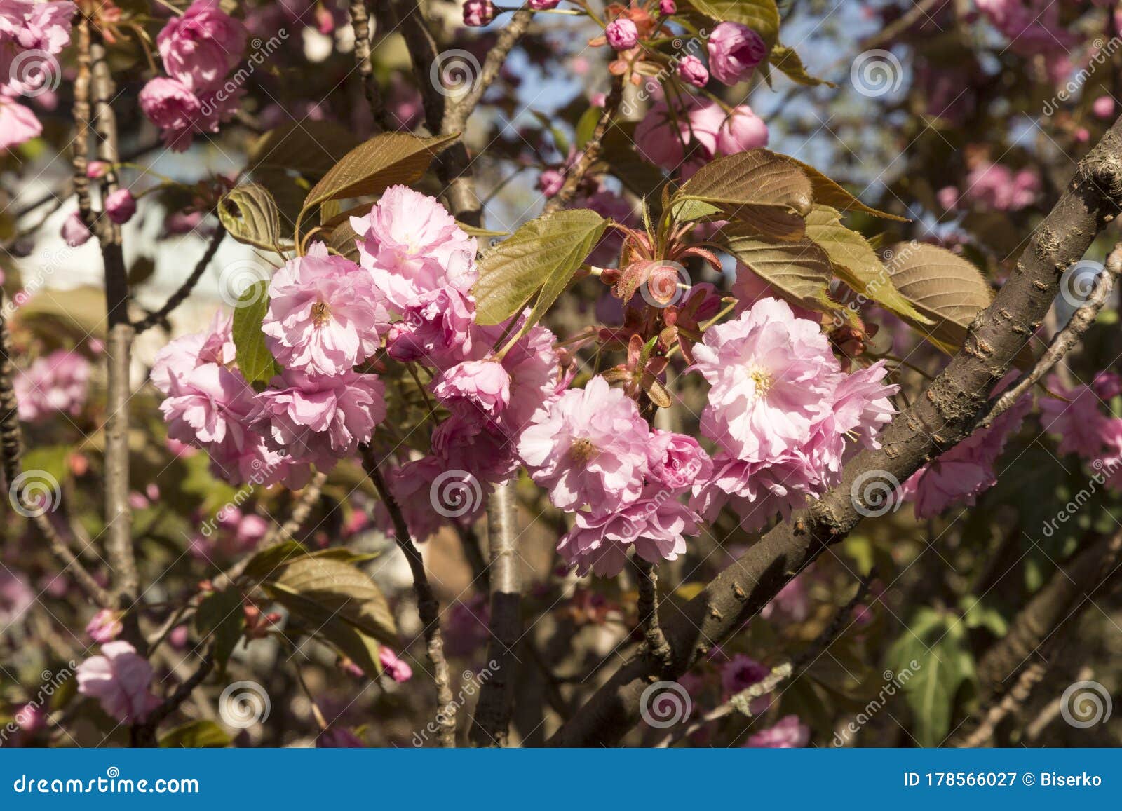Joy of spring flowers stock image. Image of concept - 178566027