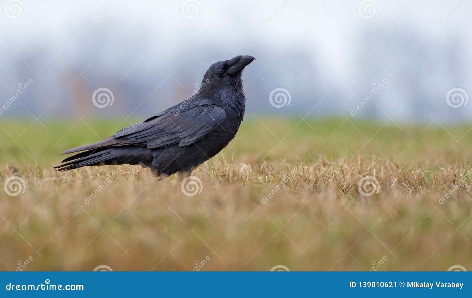 Joyful Common Raven Sits in Meadow with Grass at Spring Stock Image ...