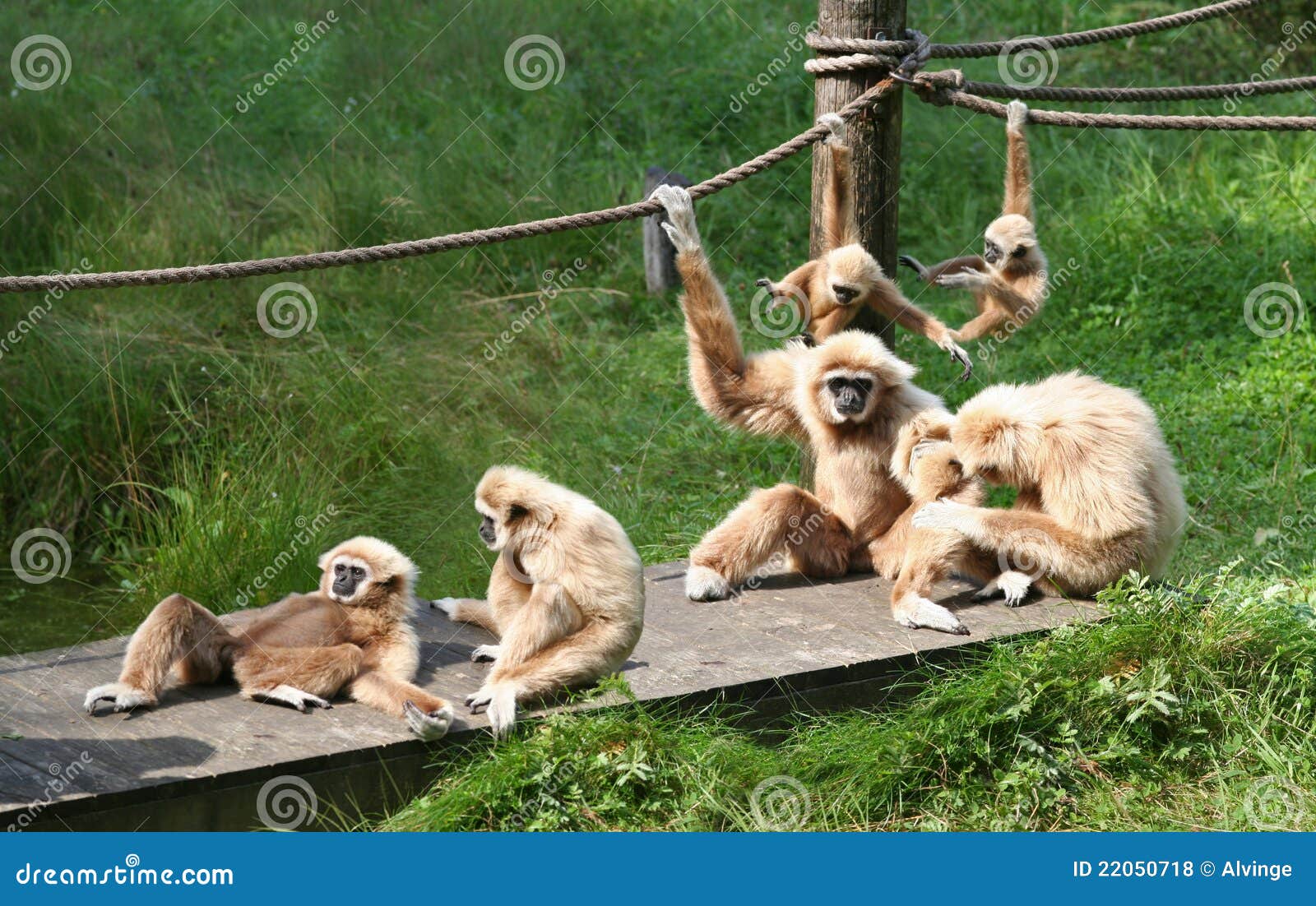 Joyful Monkey Family stock photo. Image of family, childhood - 22050718