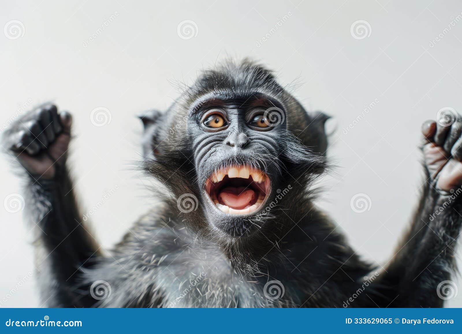 Joyful Monkey with Open Mouth Showing Teeth on Light Background Stock ...