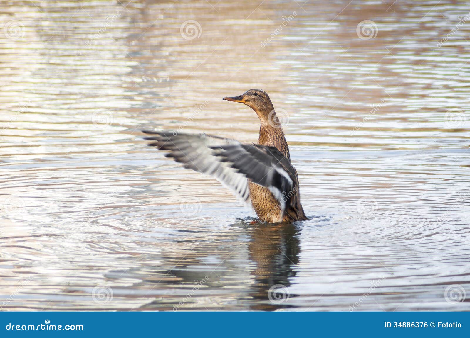 Joyful wild duck stock photo. Image of yellow, park, lake - 34886376