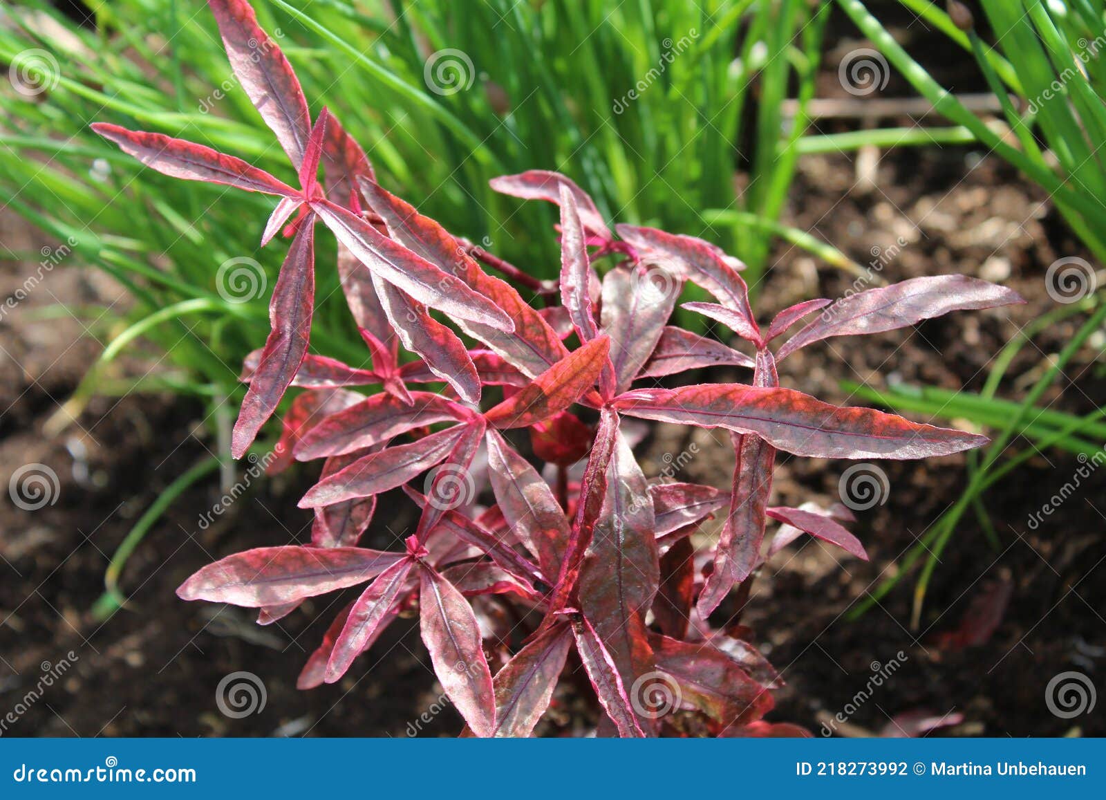 Joyweed in the herb garden stock photo. Image of sessilis - 218273992