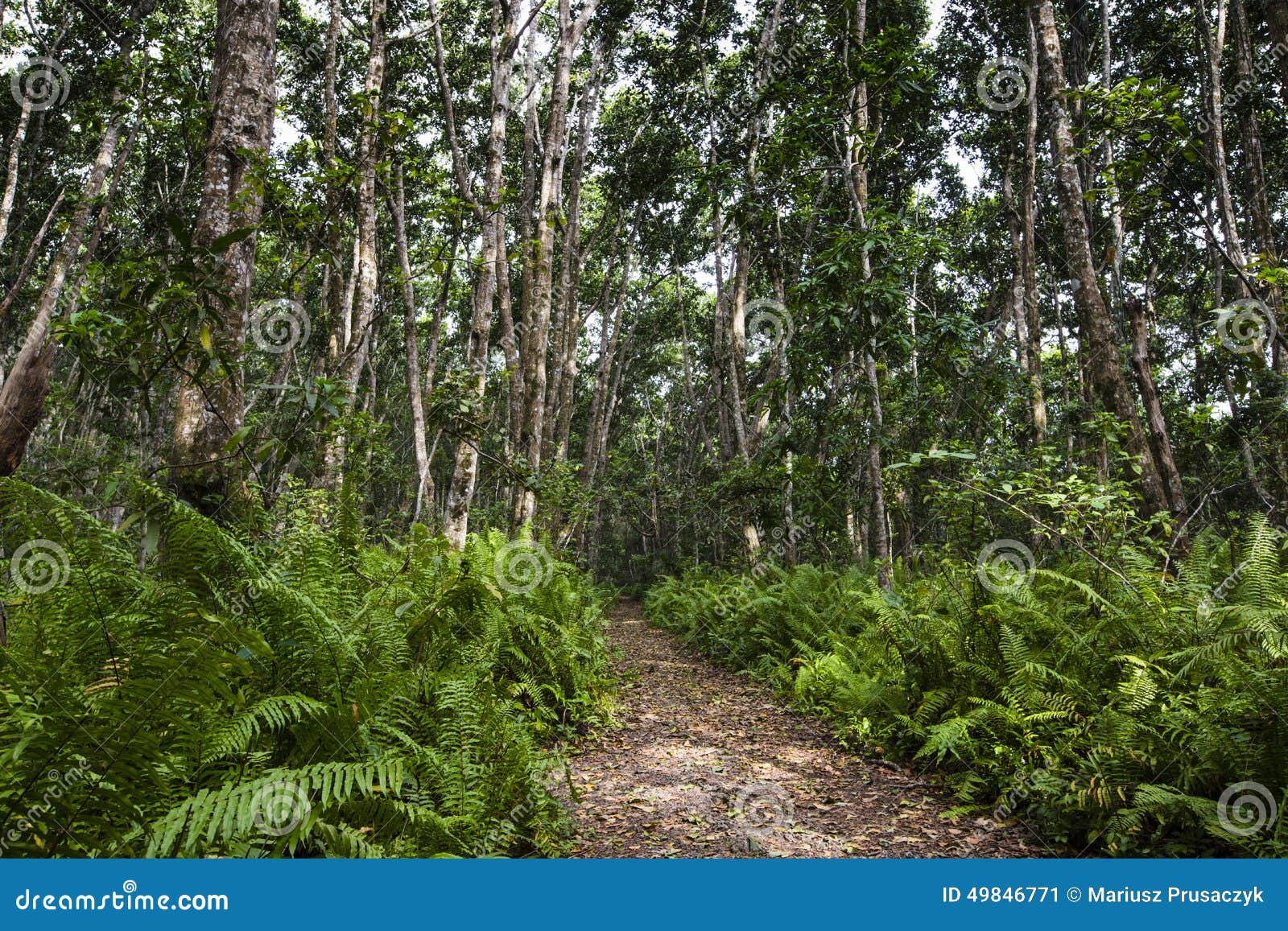 Jozani Forest, Zanzibar, Tanzania Stock Image - Image of africa, leaf ...