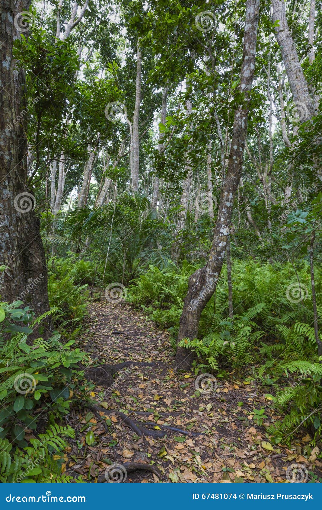 Jozani Forest, Zanzibar, Tanzania Stock Photo - Image of scenic, rain ...